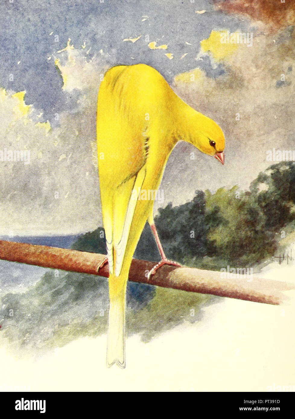 Yellow Belgian Canary Stock Photo - Alamy