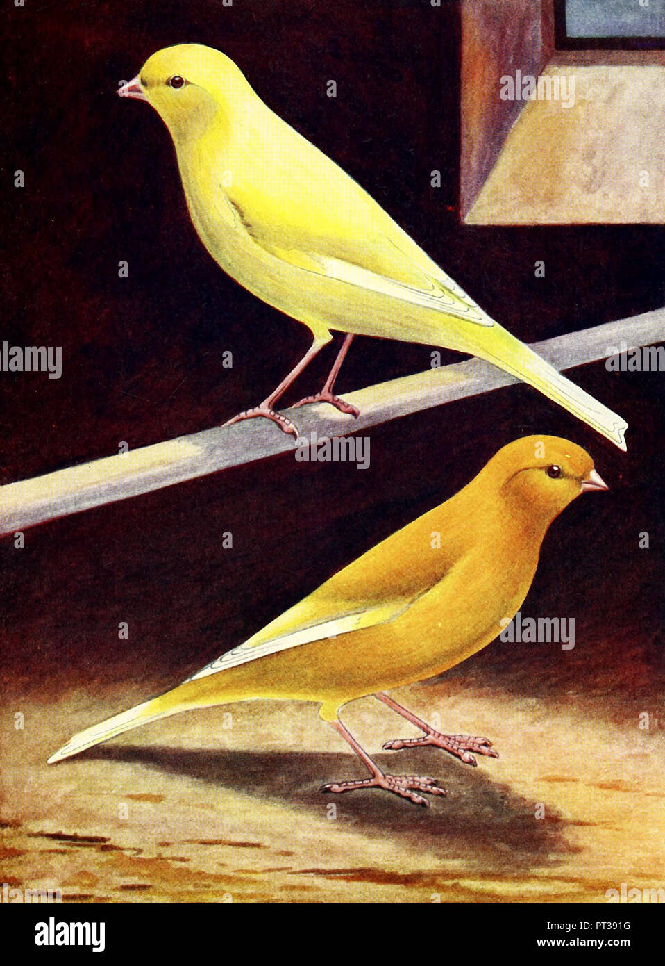 The Border Fancy Canary - Clear Buff and Clear Yellow Stock Photo - Alamy