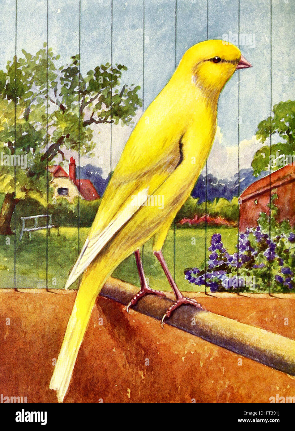 The Lancashire Plain Head Canary Stock Photo - Alamy