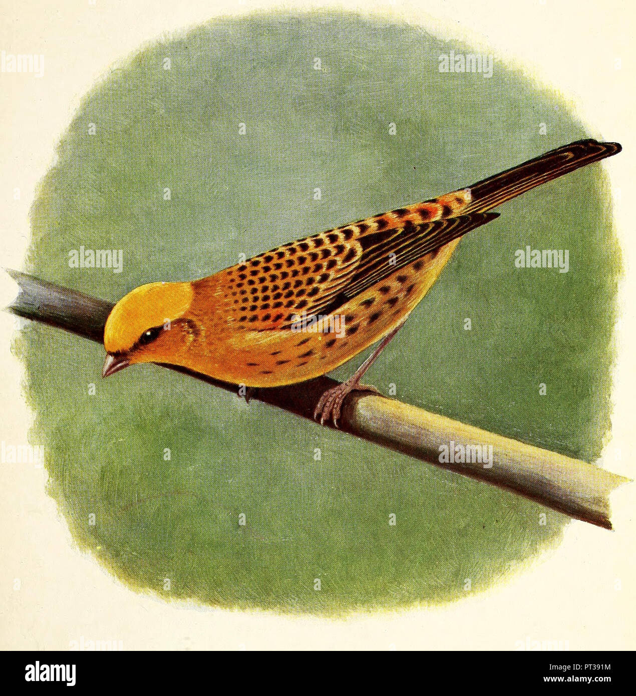 Clear Cap Silver Lizard Canary Stock Photo - Alamy