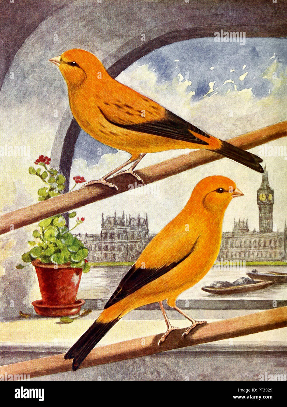 The London Fancy Canary Stock Photo - Alamy