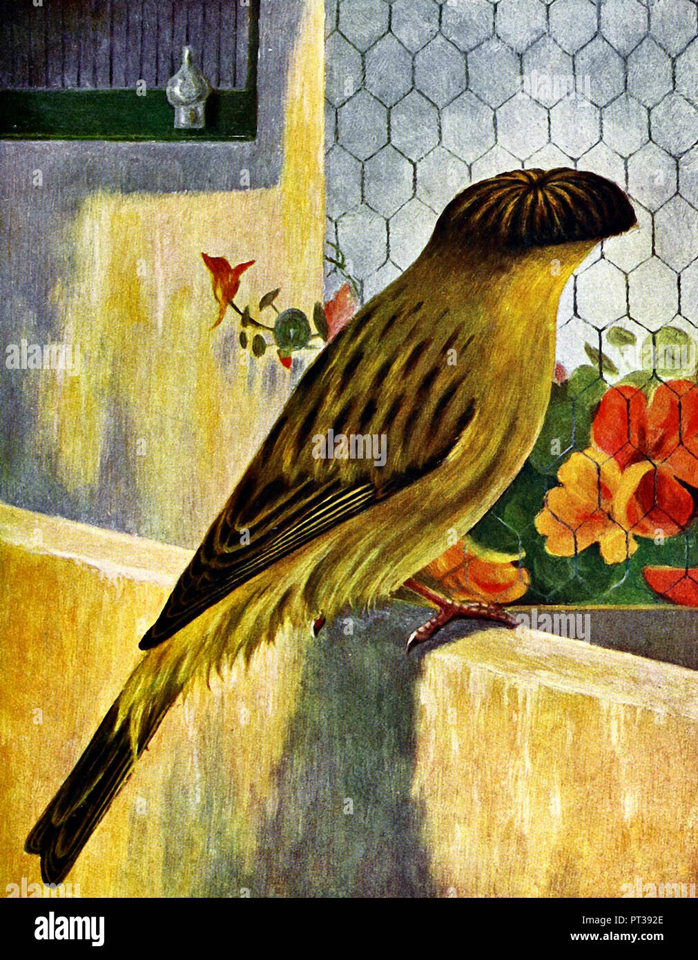 Crested canary hi-res stock photography and images - Alamy