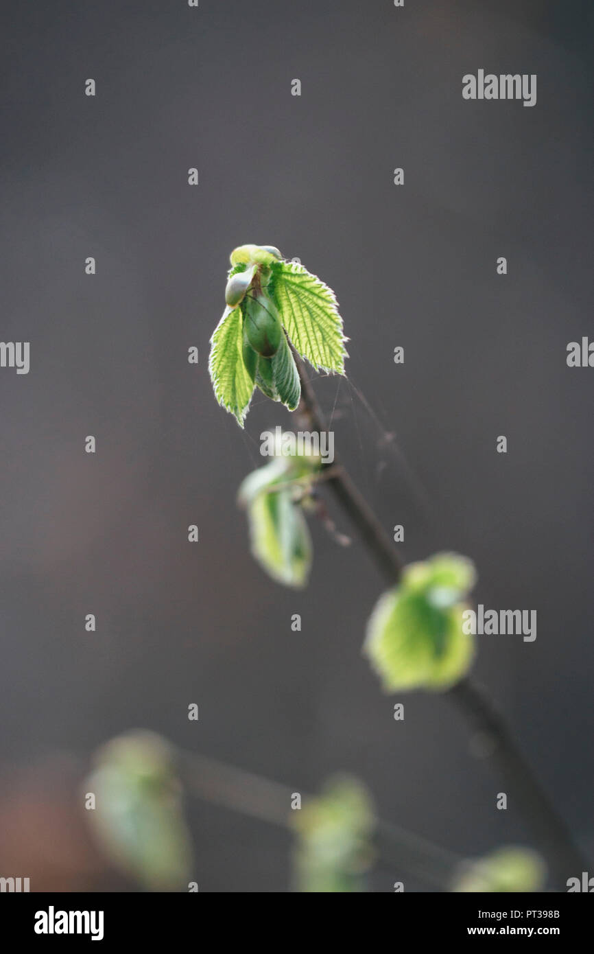 Beech leaves in spring hi-res stock photography and images - Alamy