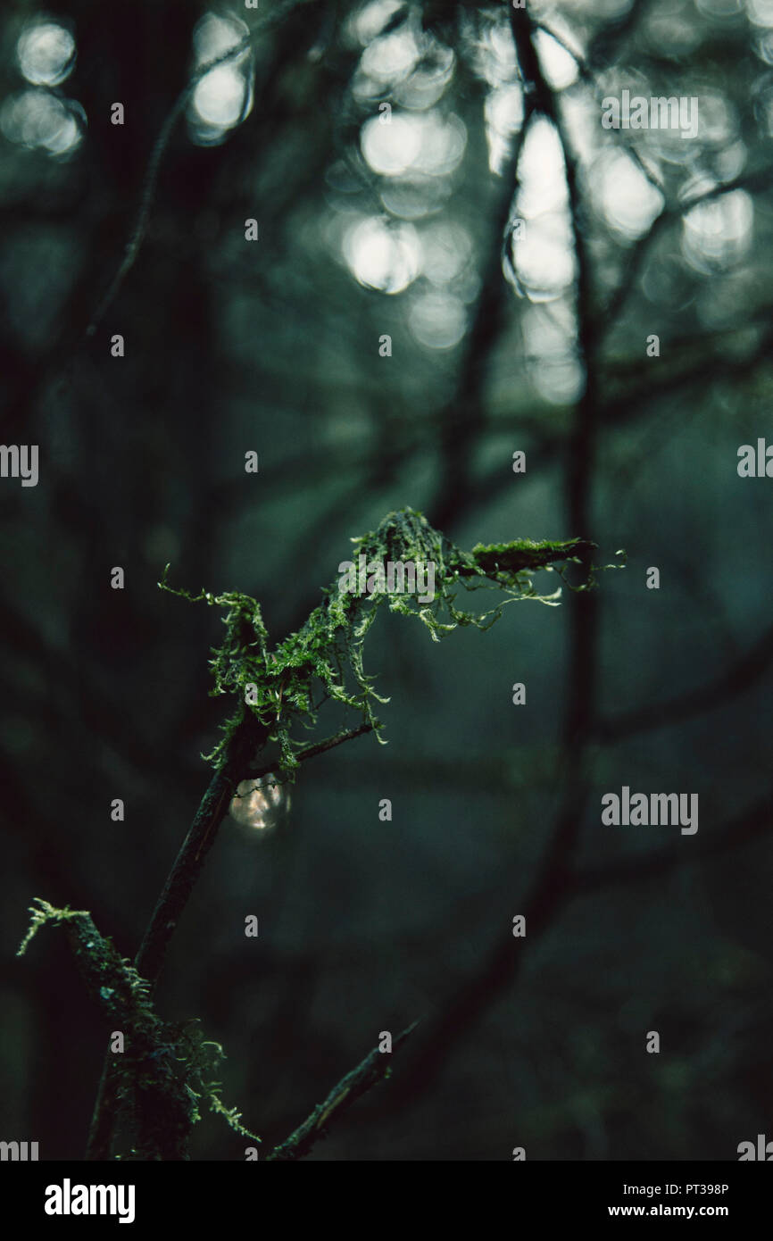 March in the forest hi-res stock photography and images - Alamy