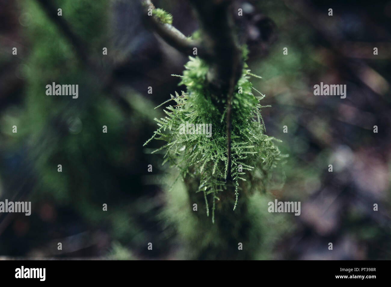 March in the forest hi-res stock photography and images - Alamy