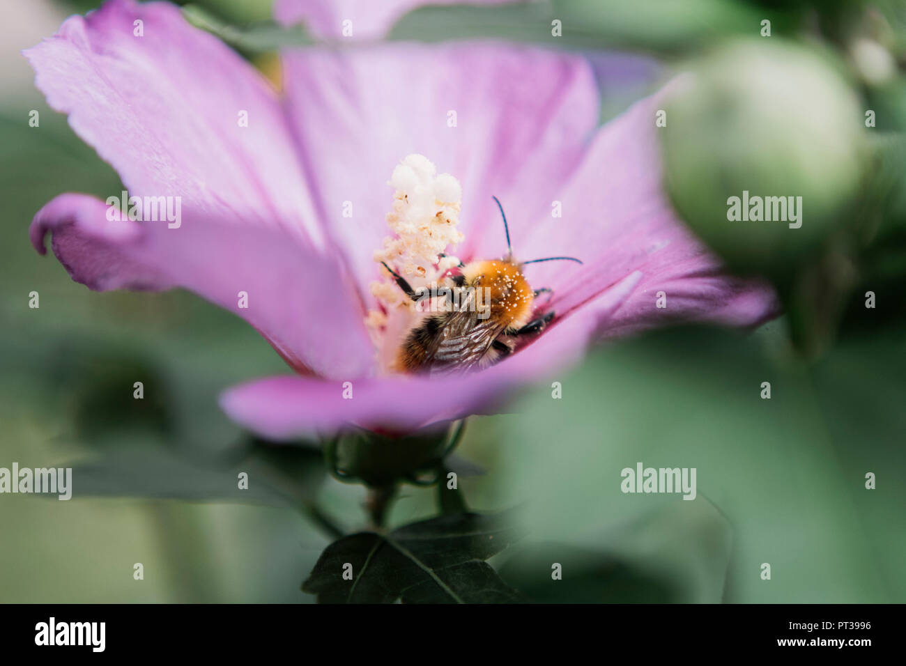 Summer mood flower hi-res stock photography and images - Alamy