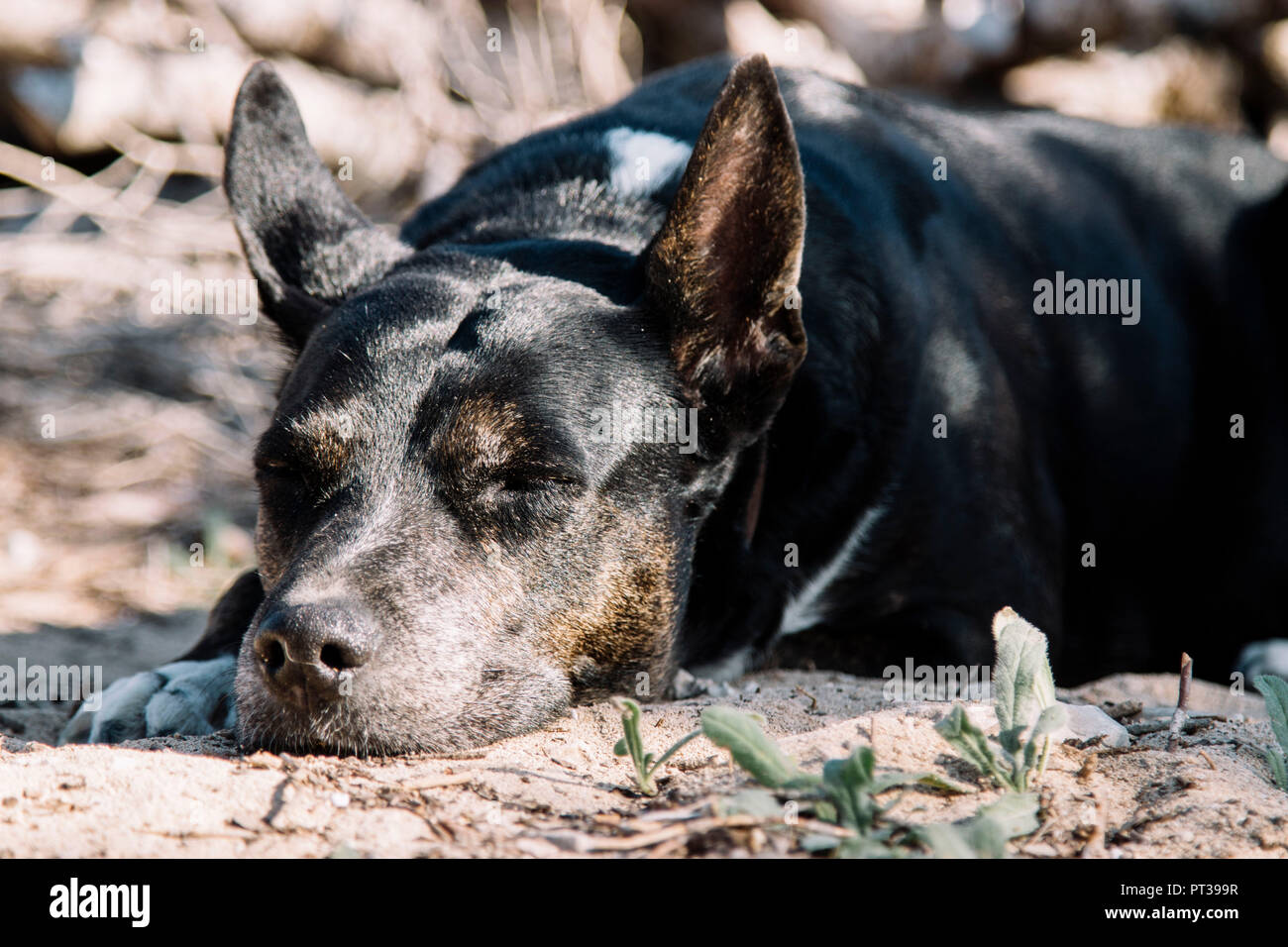 Dog in sun hi-res stock photography and images - Alamy