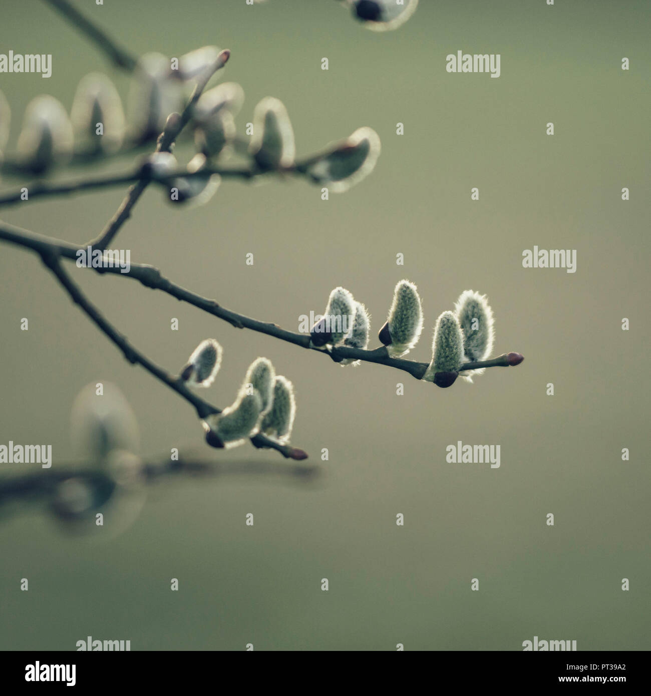 Fluffy catkins hi-res stock photography and images - Alamy