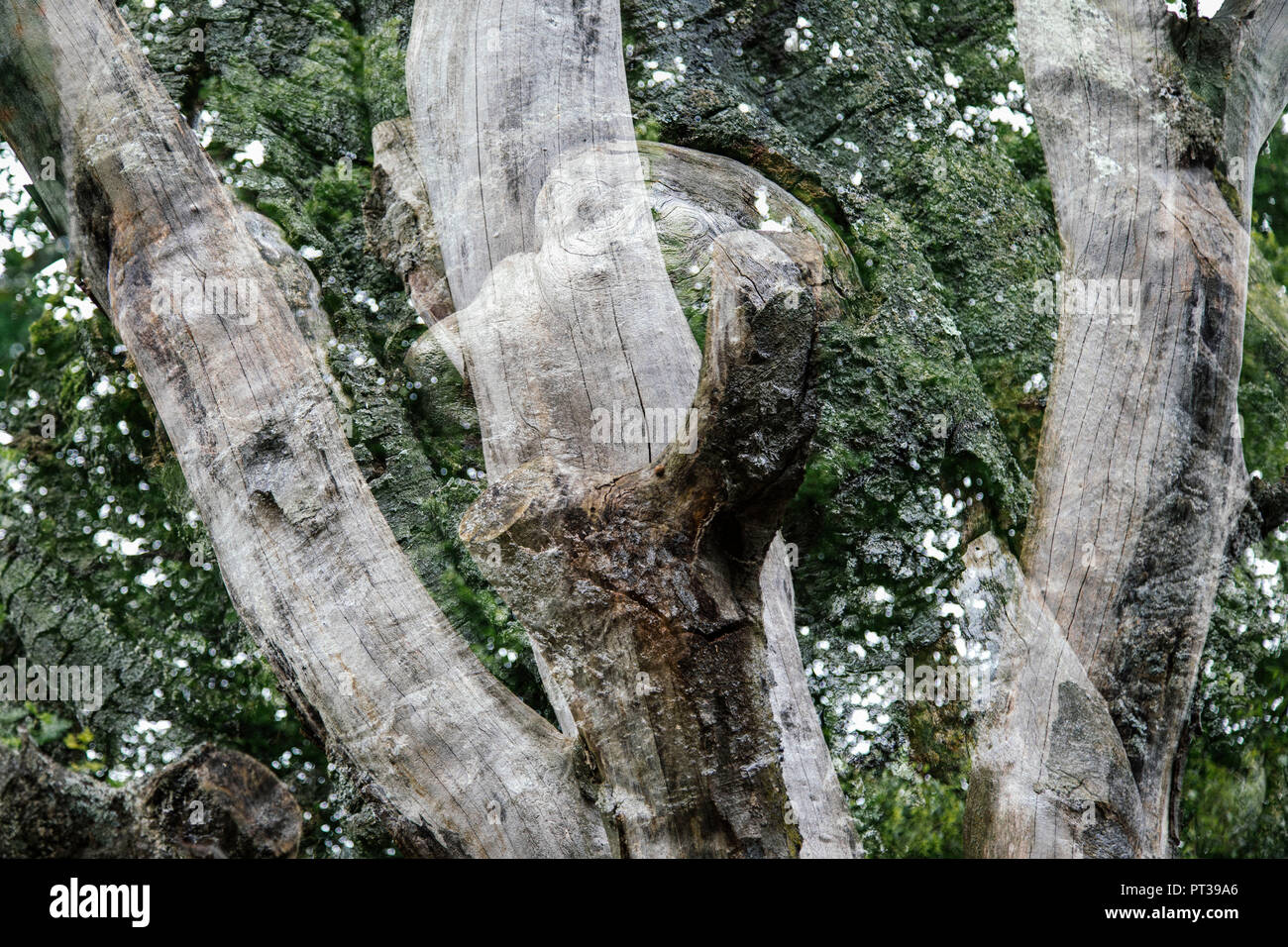 Double exposure of a dead tree and a healthy beech tree Stock Photo - Alamy