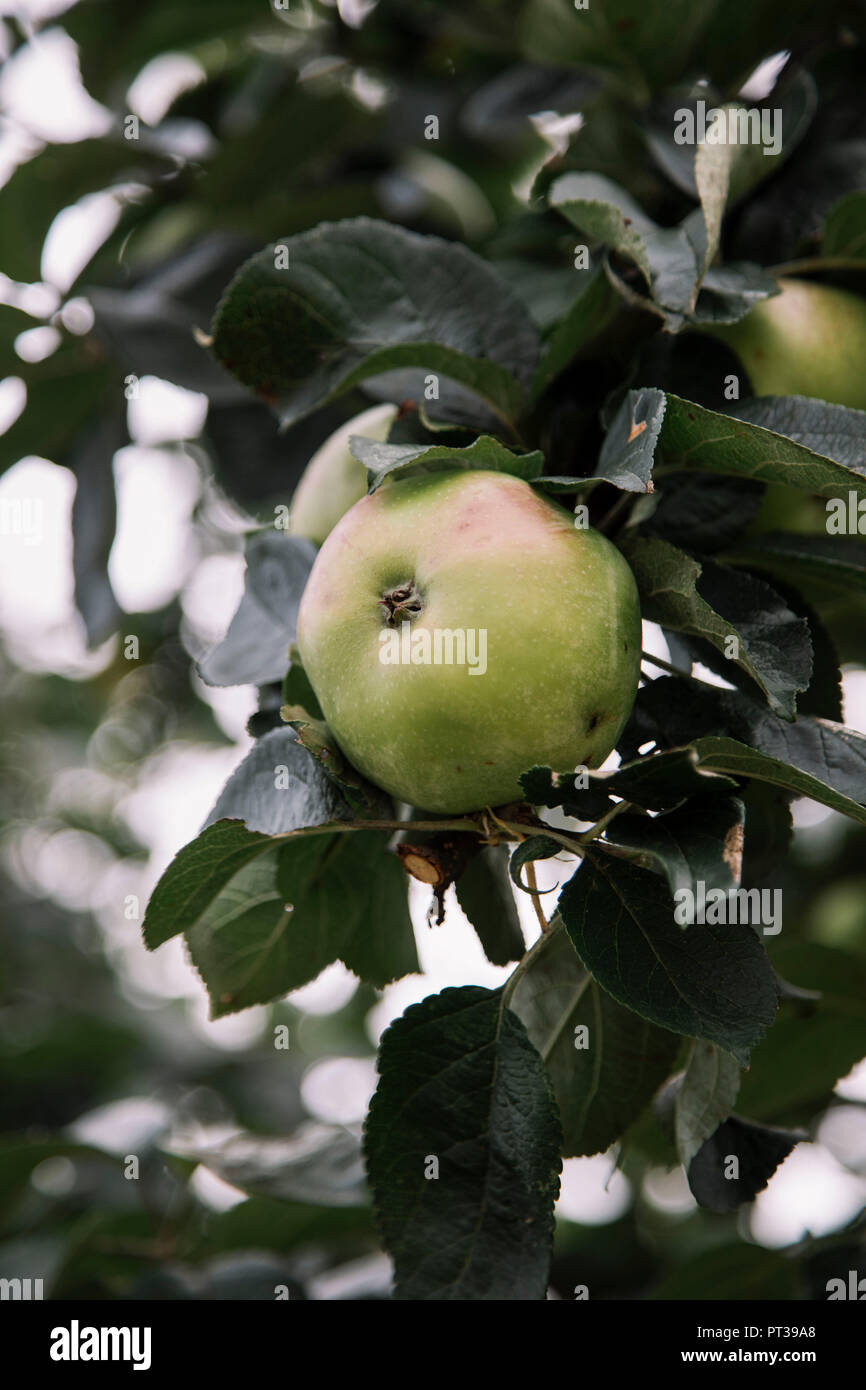 August tree hi-res stock photography and images - Alamy