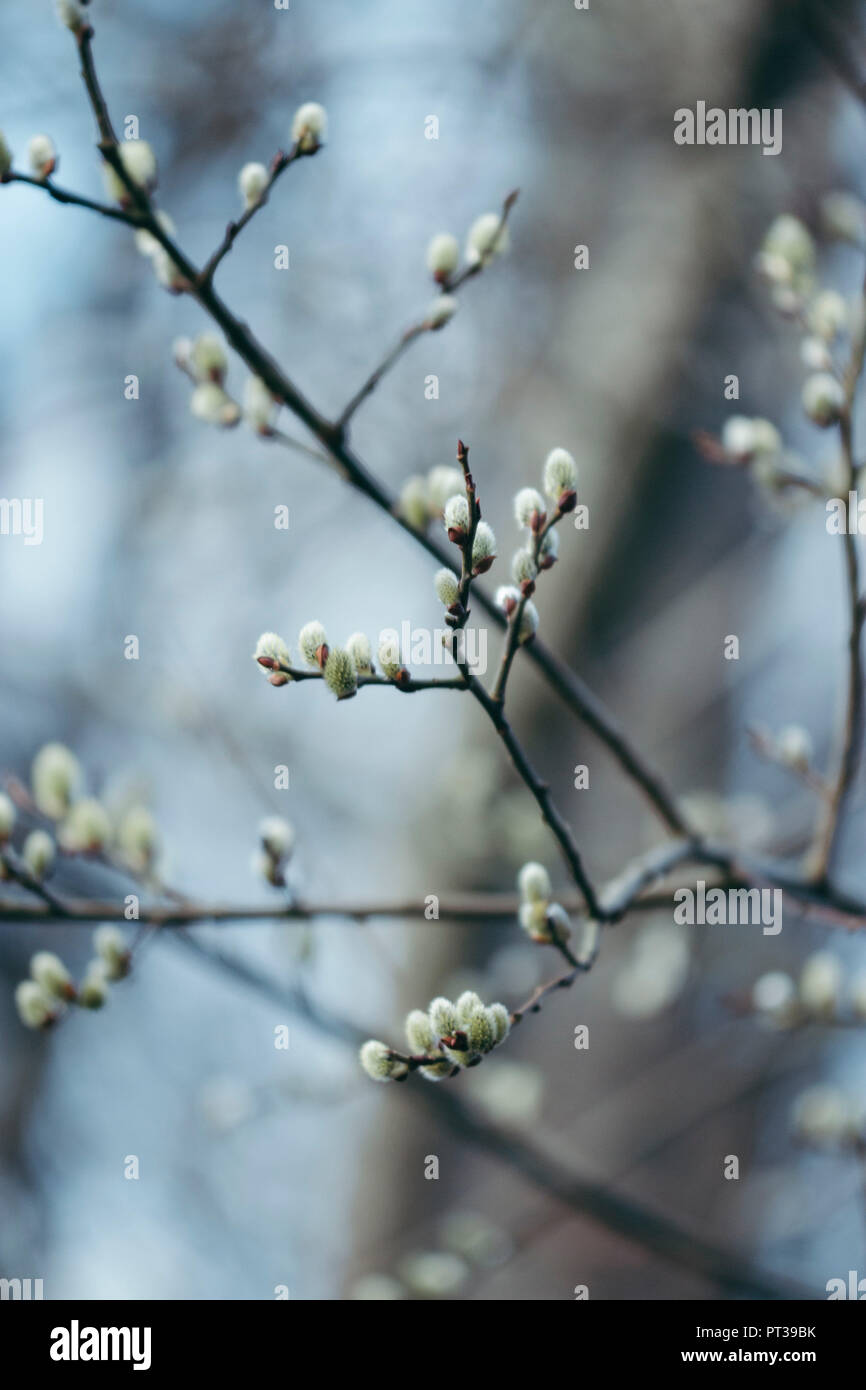 Fluffy catkins hi-res stock photography and images - Alamy