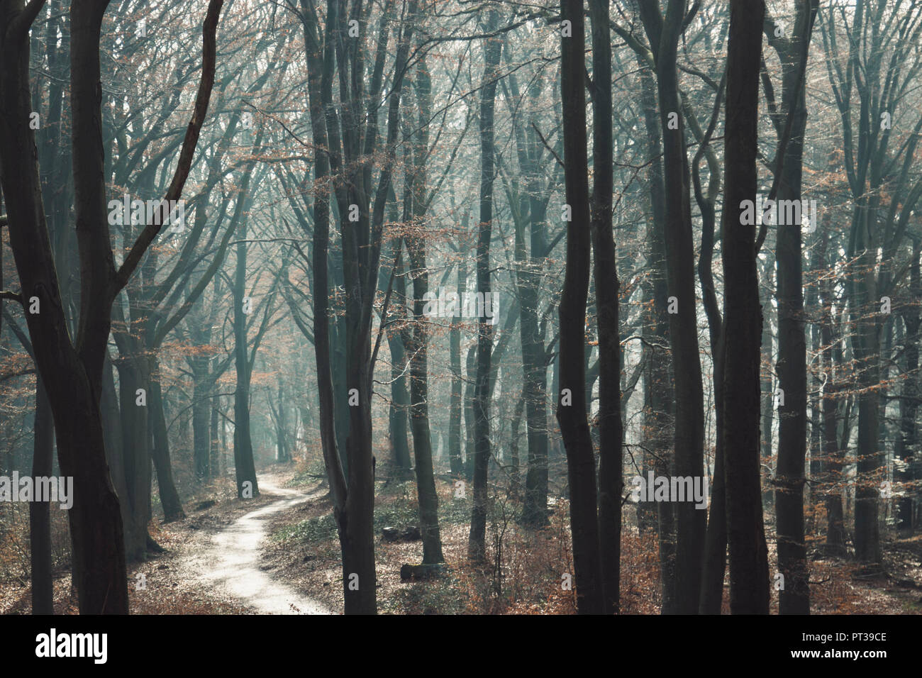 Beech forest in winter wide hi-res stock photography and images - Alamy