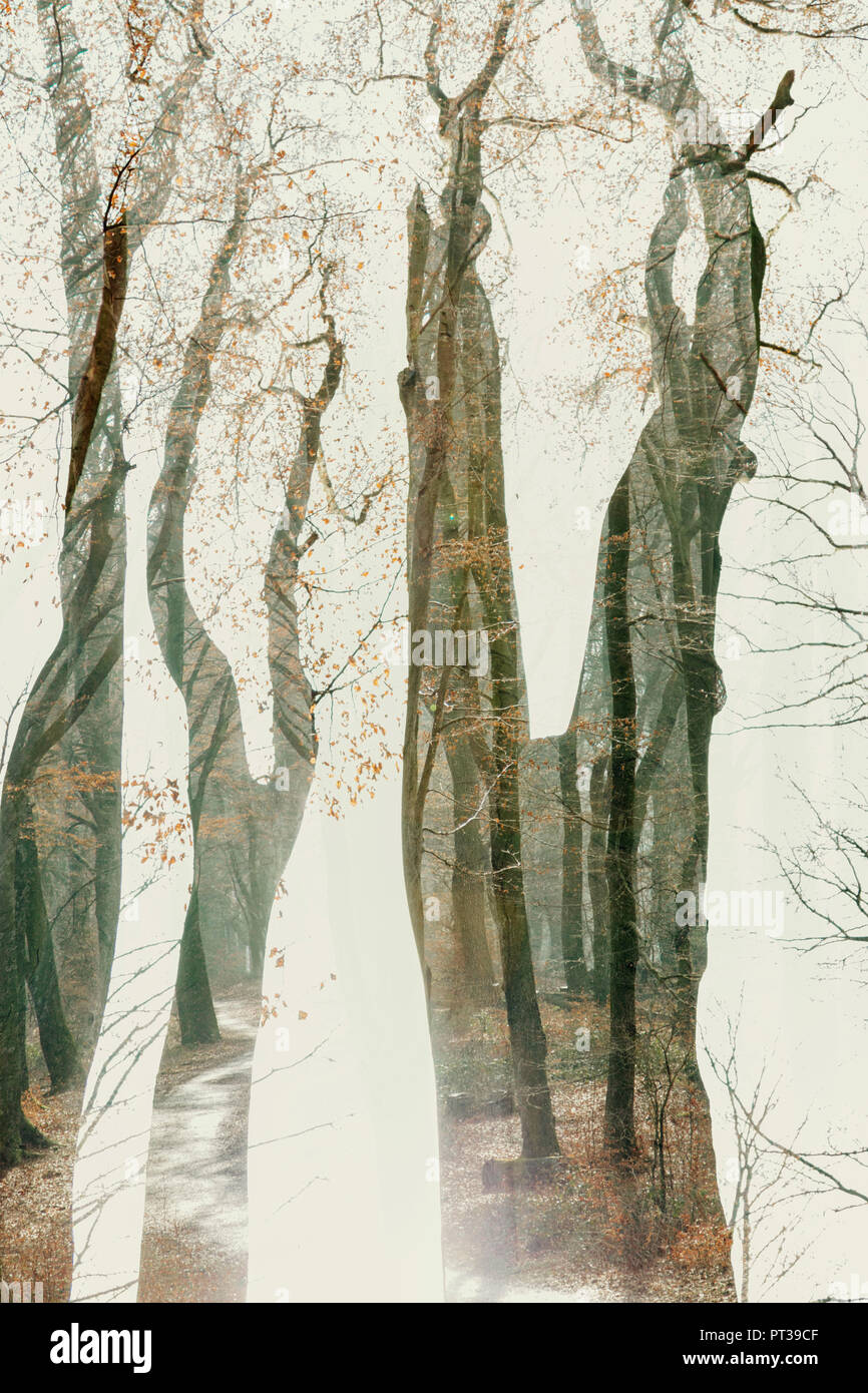 Beech forest in winter wide hi-res stock photography and images - Alamy