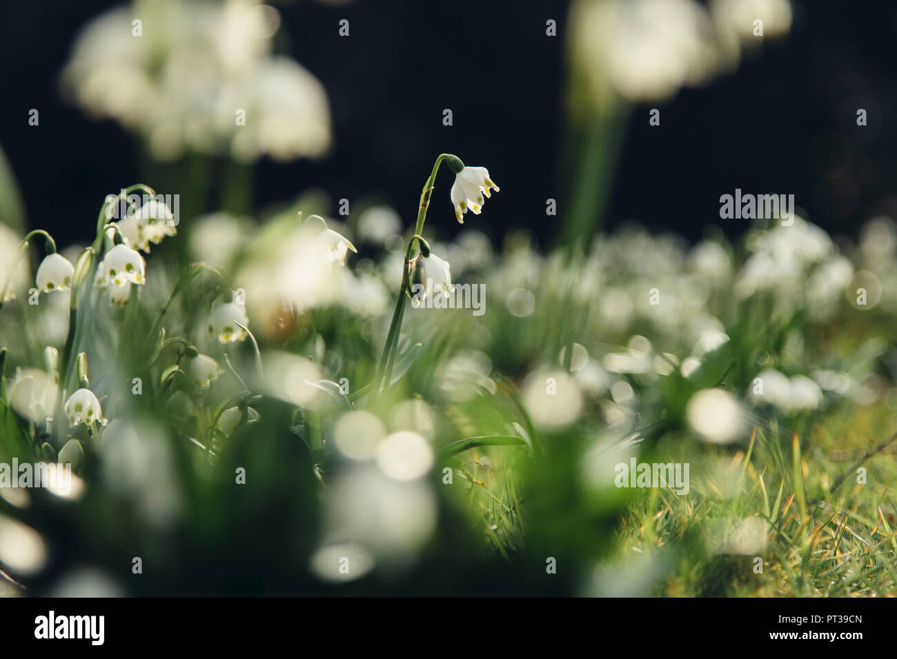 Early flowering plants hi-res stock photography and images - Alamy