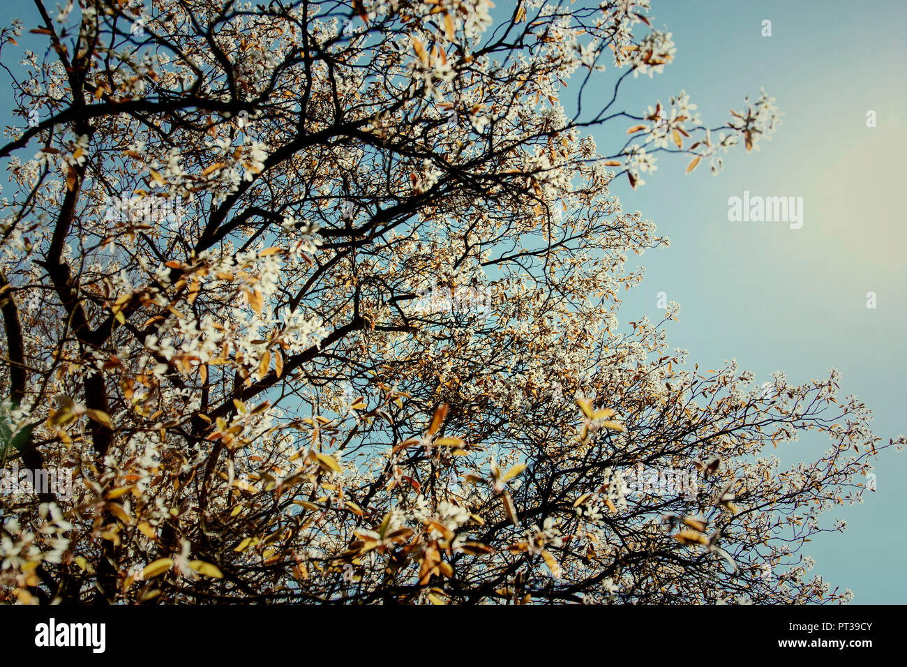 Spring flowers in April Stock Photo - Alamy