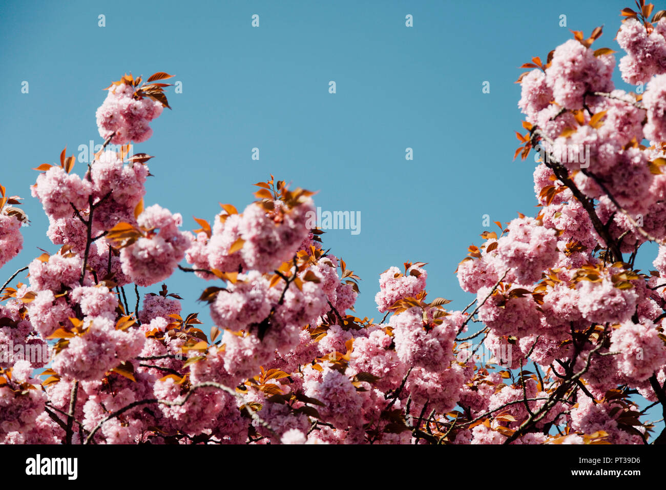 Line of flowering cherry trees in Bielefeld in April Stock Photo - Alamy