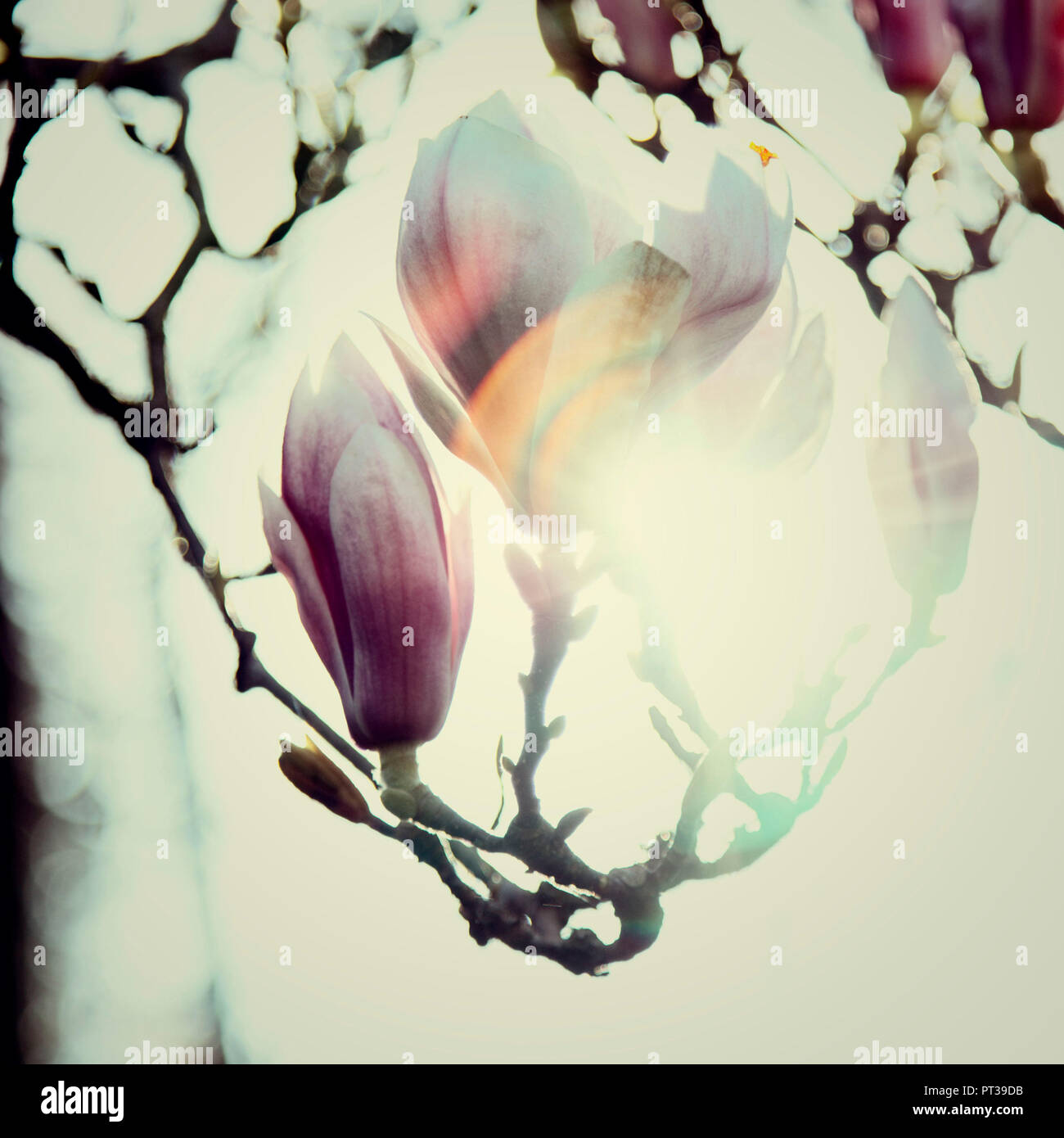 Spring flowers in April Stock Photo - Alamy