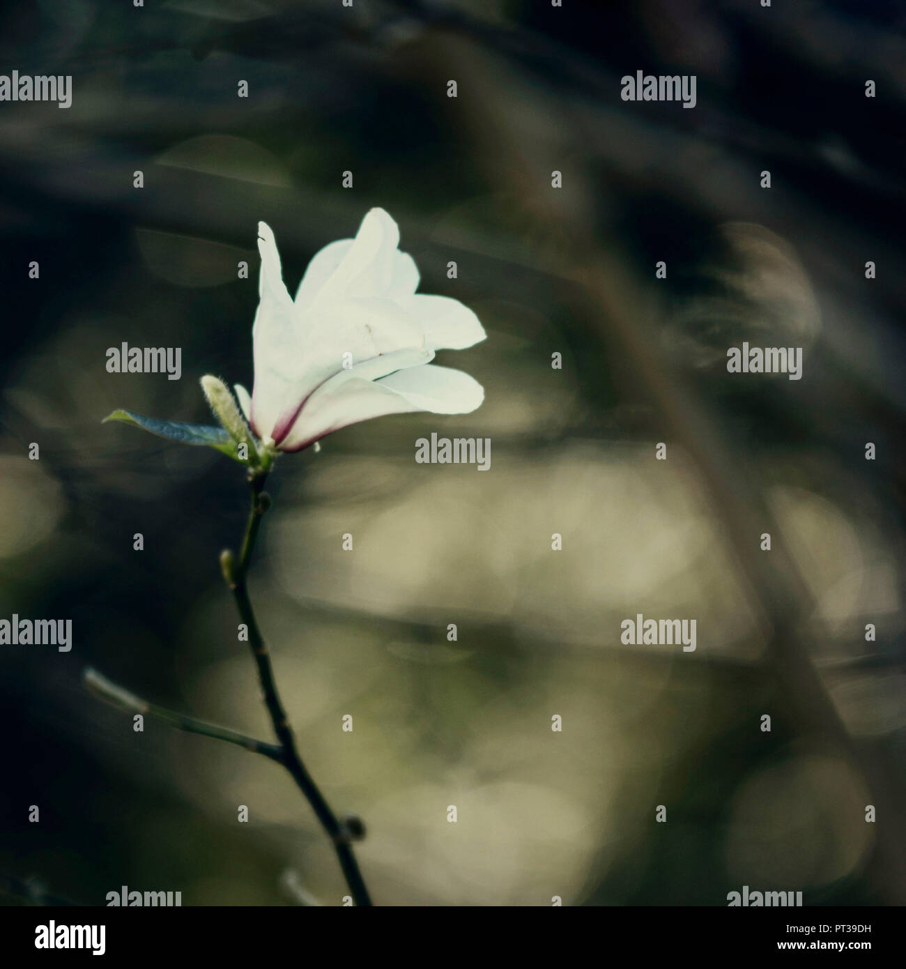 Spring flowers in April Stock Photo - Alamy