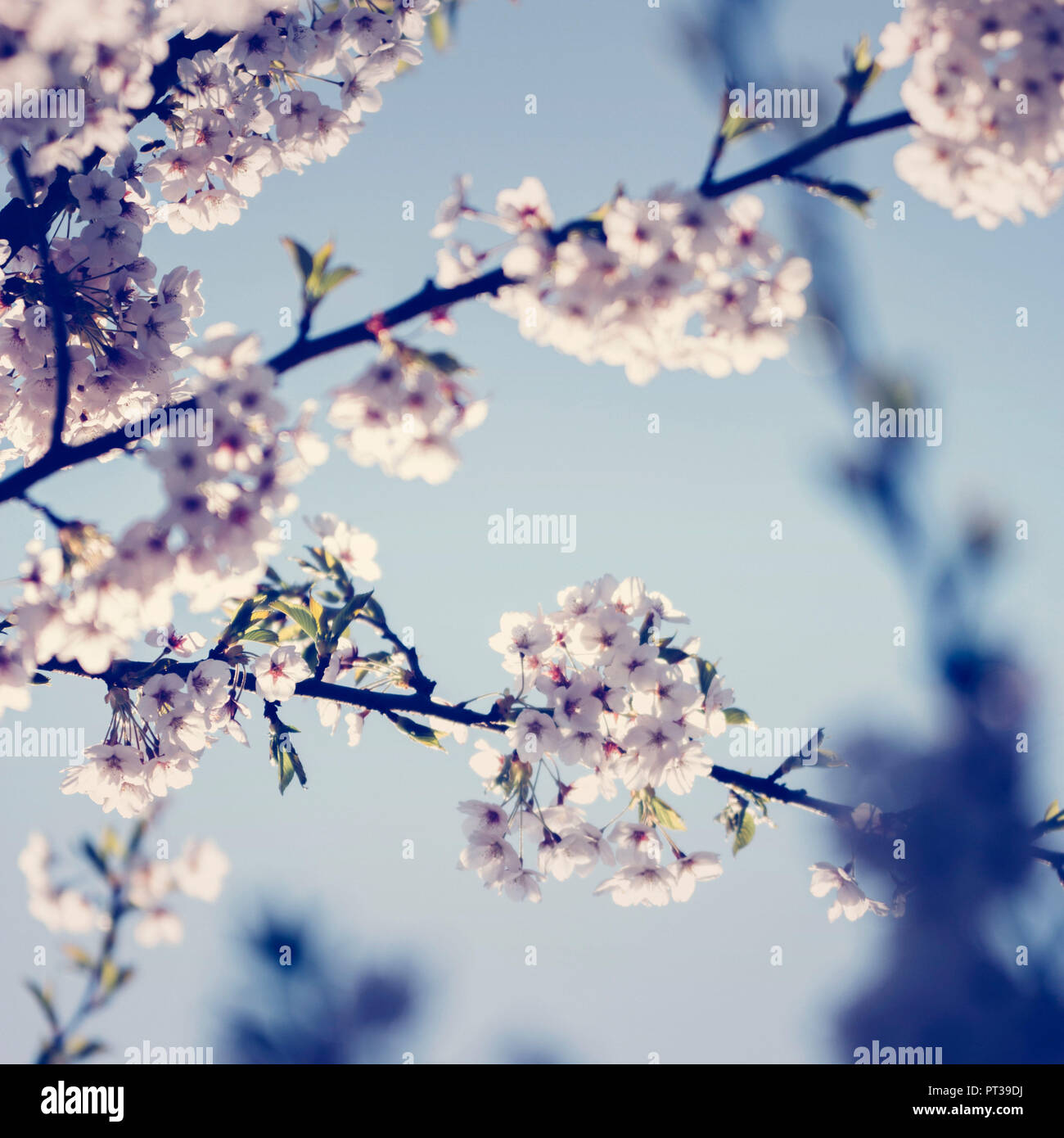 Spring blossoms in April Stock Photo - Alamy