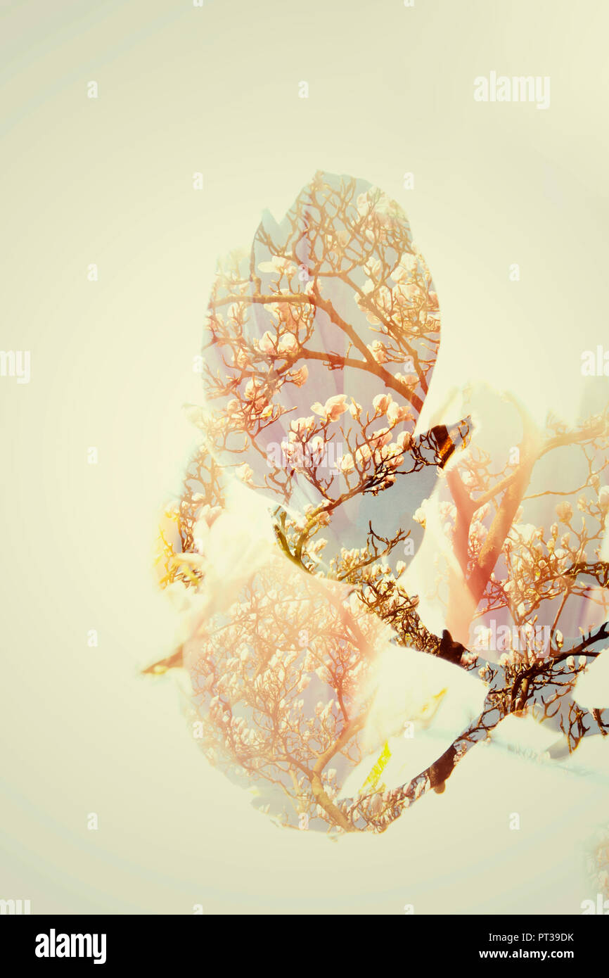 Spring flowers in April Stock Photo - Alamy