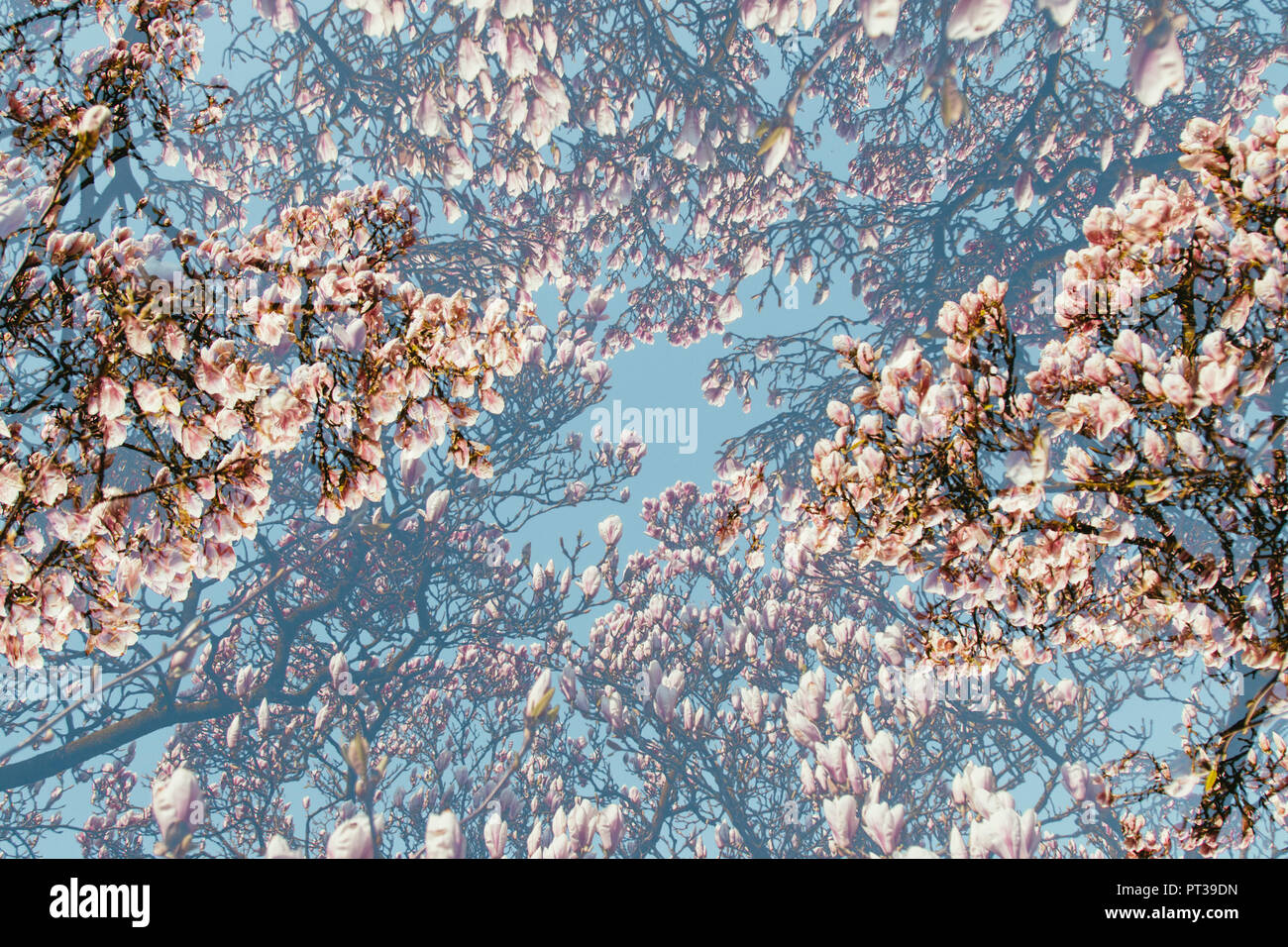 Spring flowers in April Stock Photo - Alamy