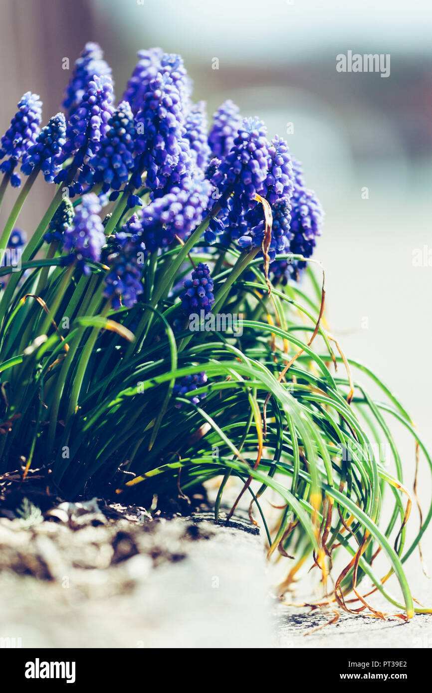 Blue grape hyacinths along pathway Stock Photo - Alamy