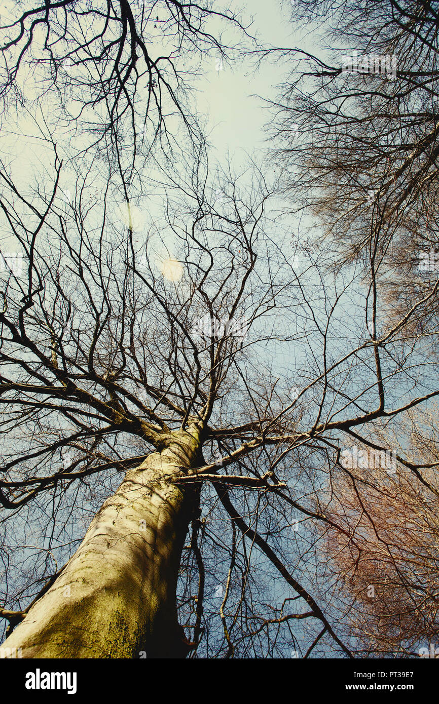 March to the forest hi-res stock photography and images - Alamy