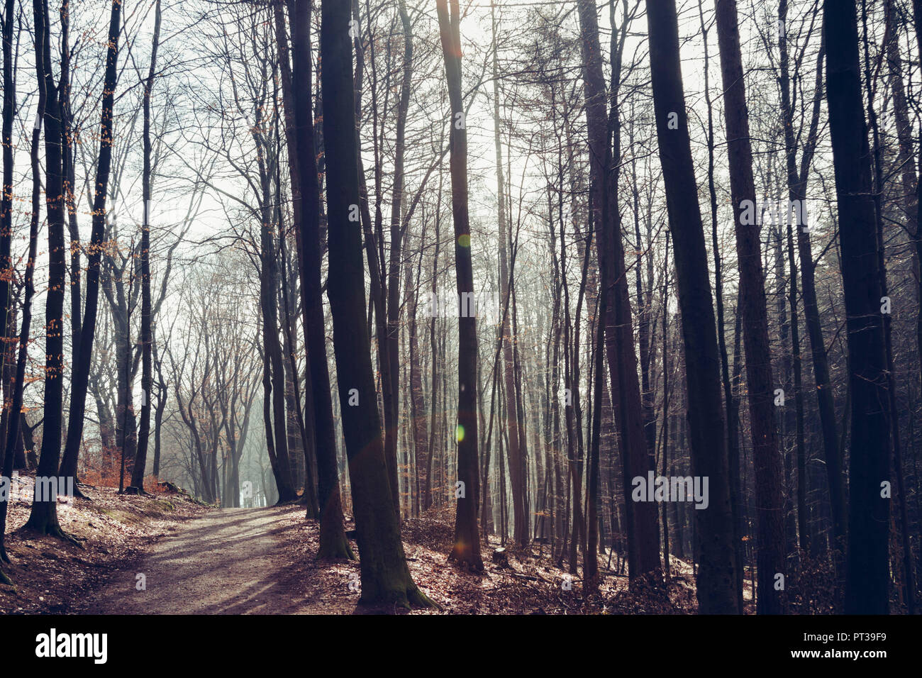 Beech forest in winter wide hi-res stock photography and images - Alamy