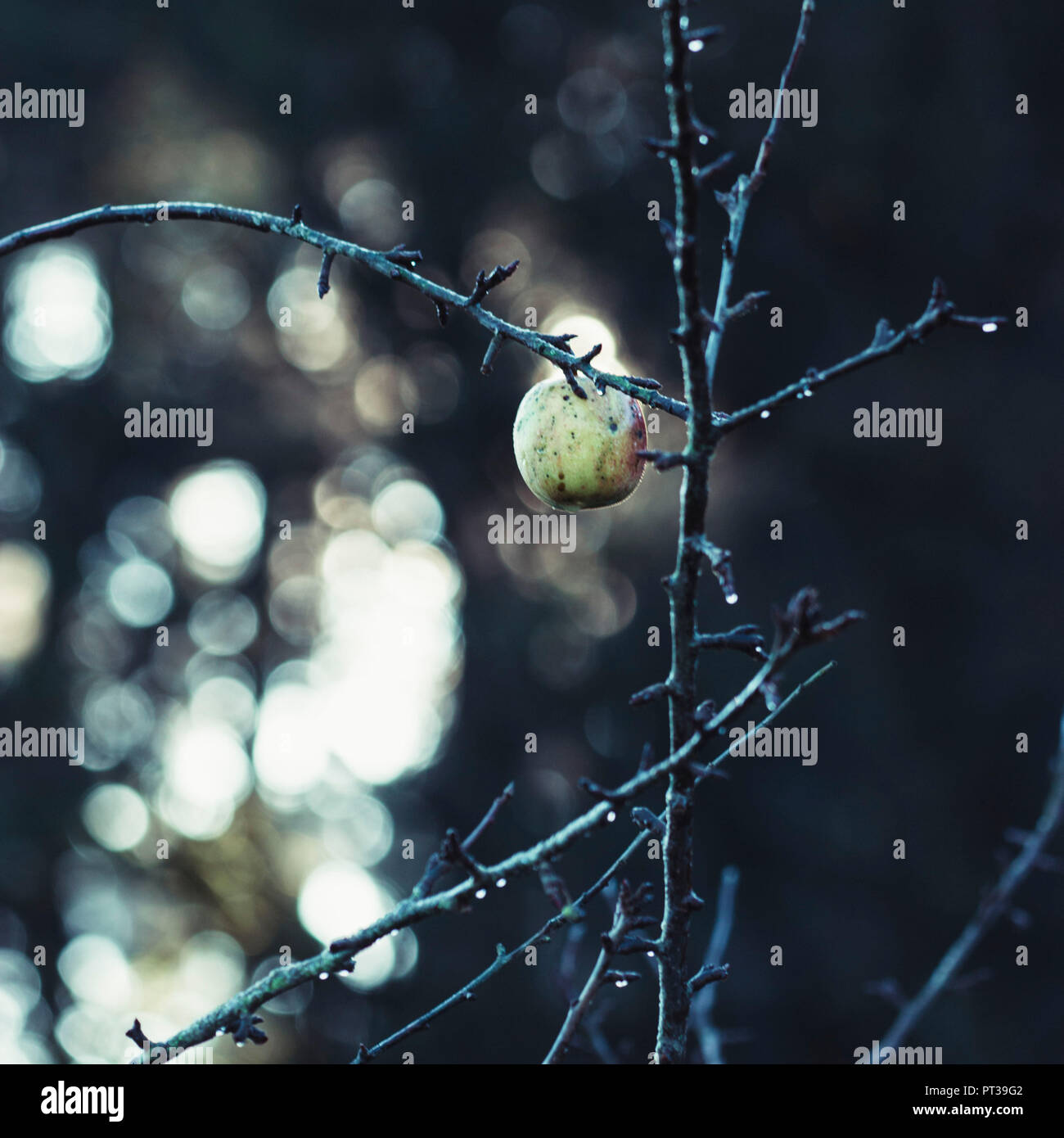Forest green apple on hi-res stock photography and images - Alamy