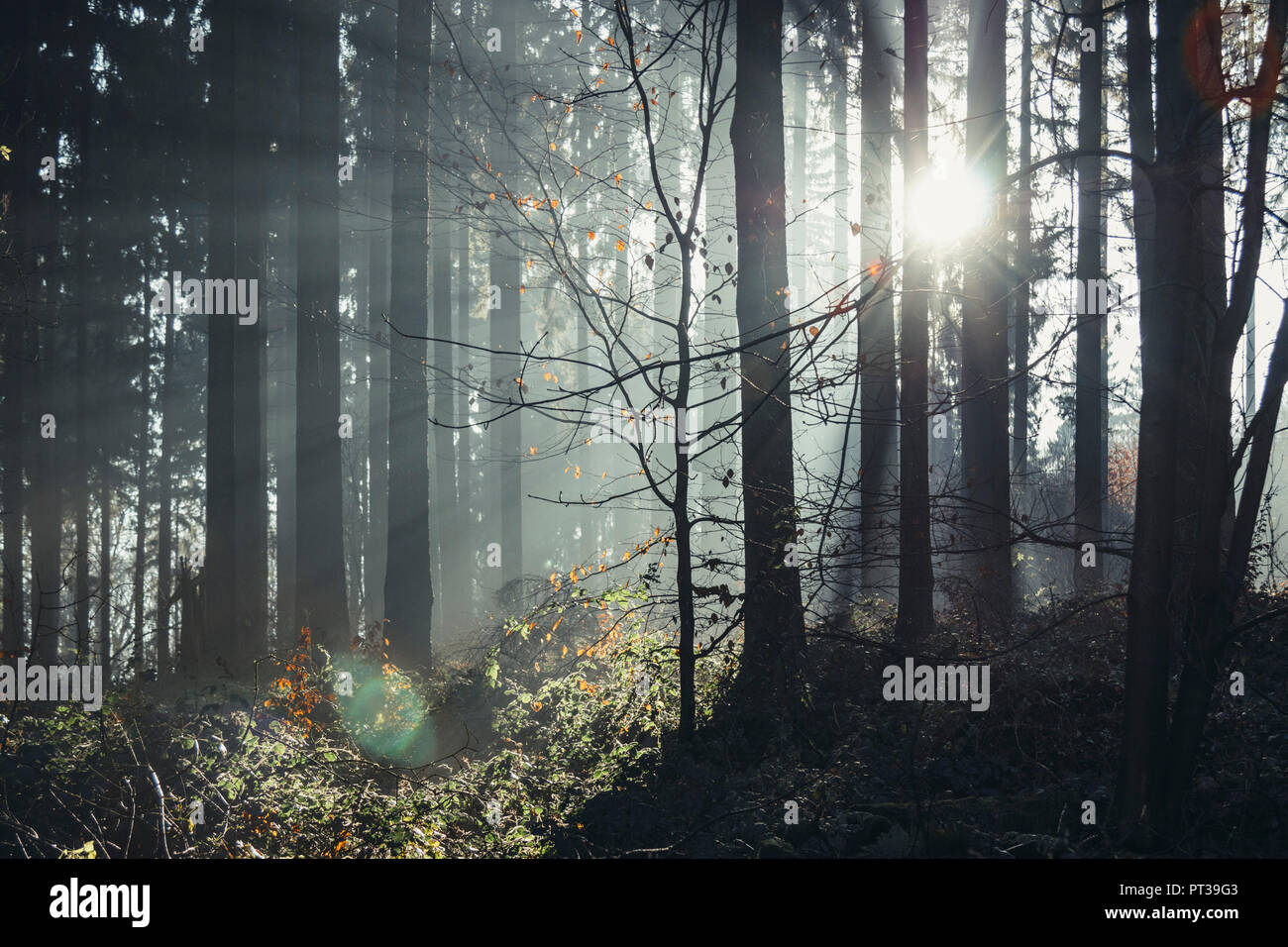 First forest day hi-res stock photography and images - Alamy