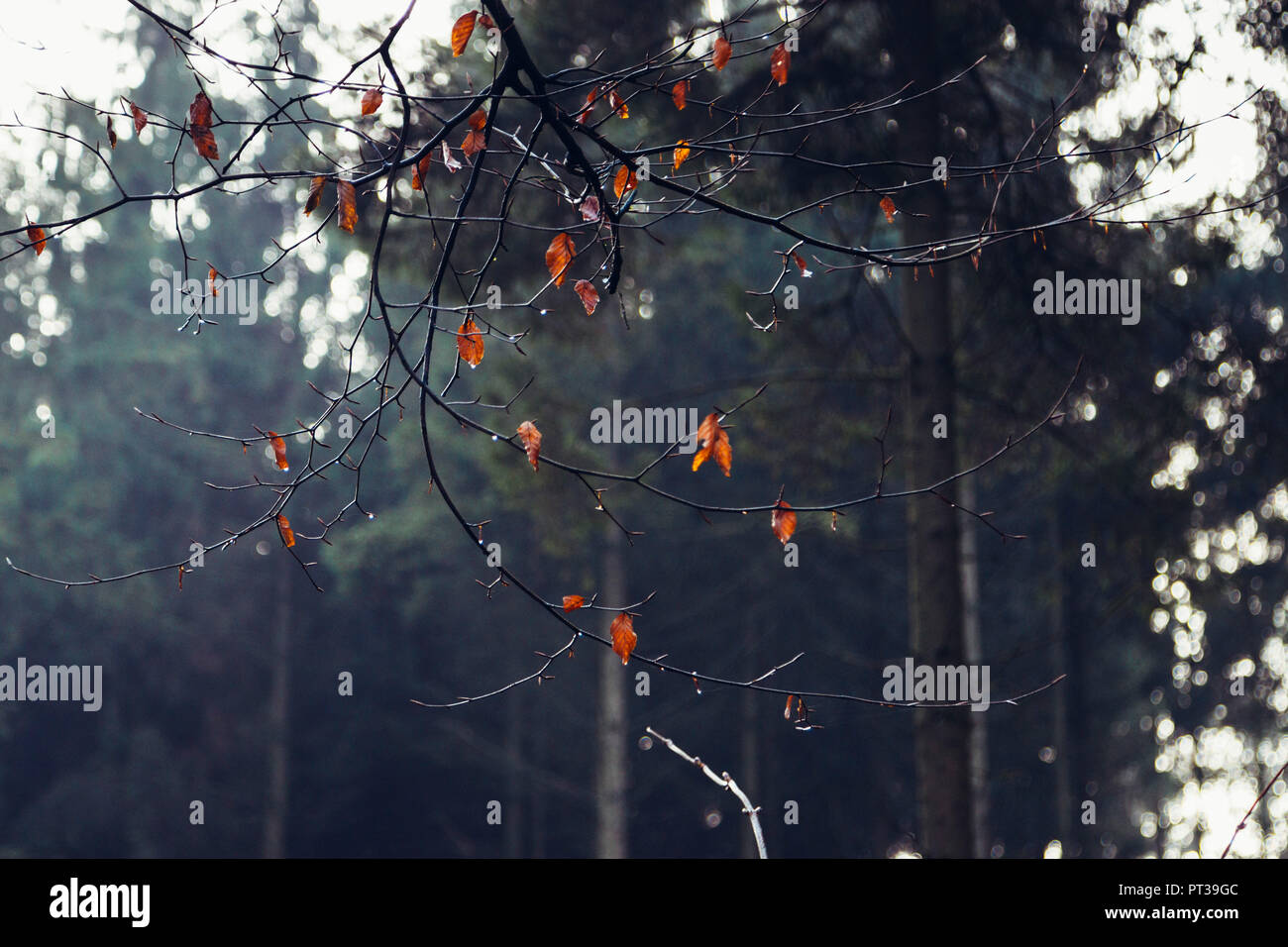 January forest hi-res stock photography and images - Alamy