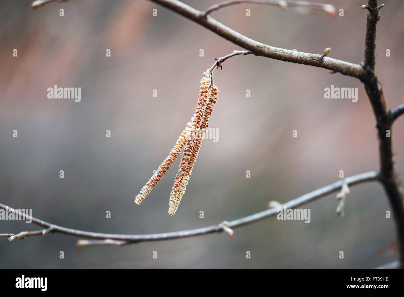 Alder pollen in spring Stock Photo - Alamy