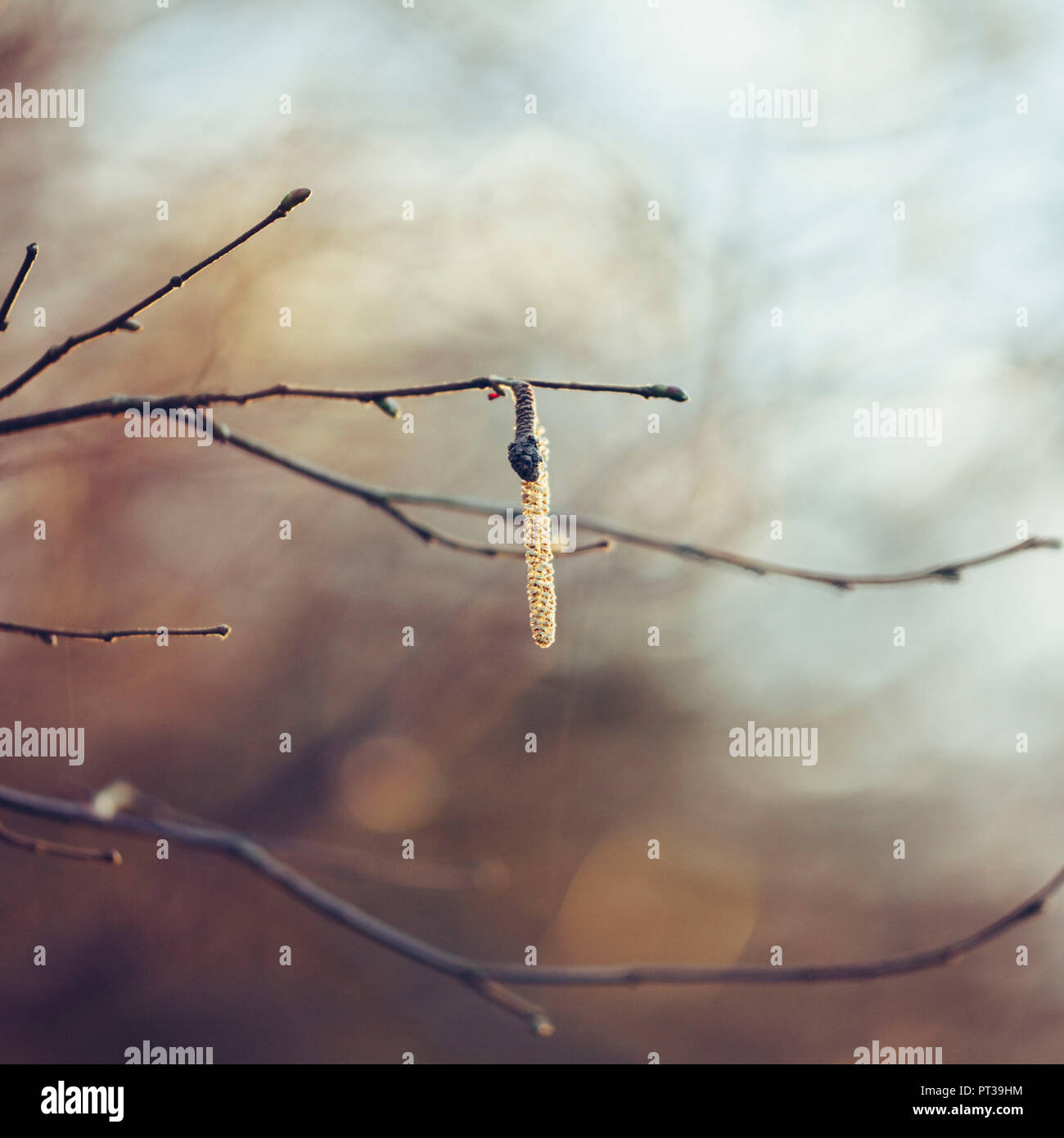 Alder pollen in spring Stock Photo - Alamy