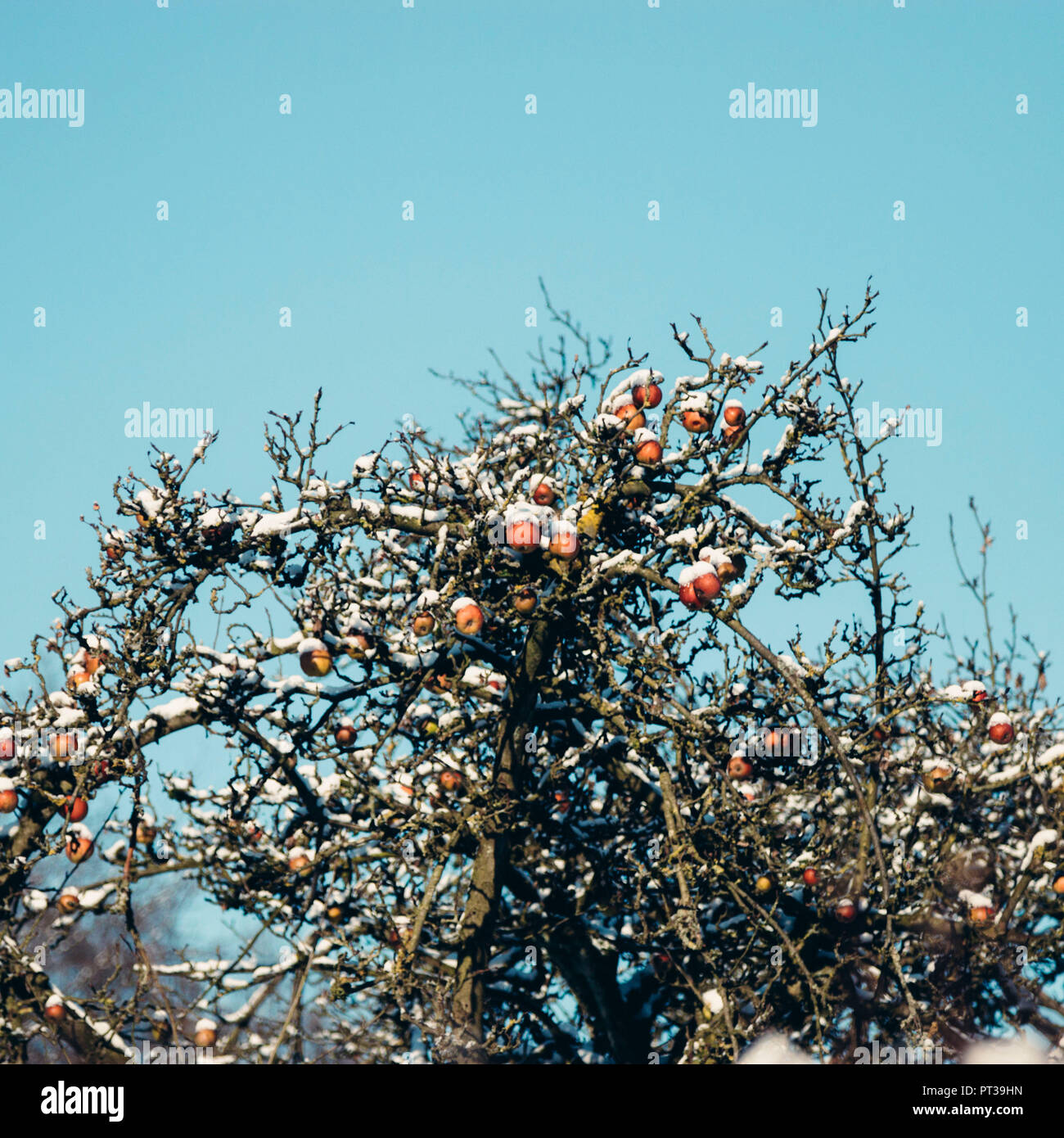 Apple tree in winter hi-res stock photography and images - Alamy