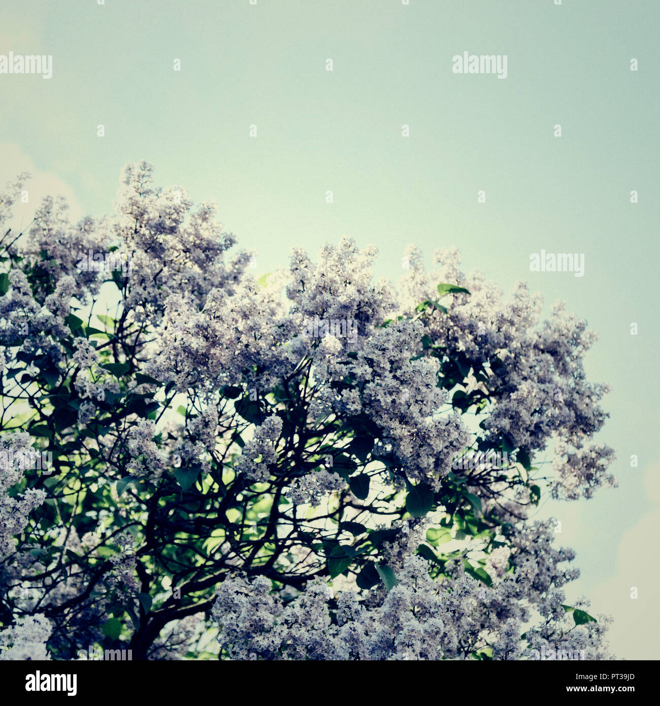 Sunshine in spring flowering hi-res stock photography and images - Alamy