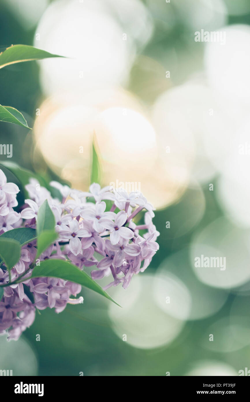 Spring sunshine shadow hi-res stock photography and images - Alamy