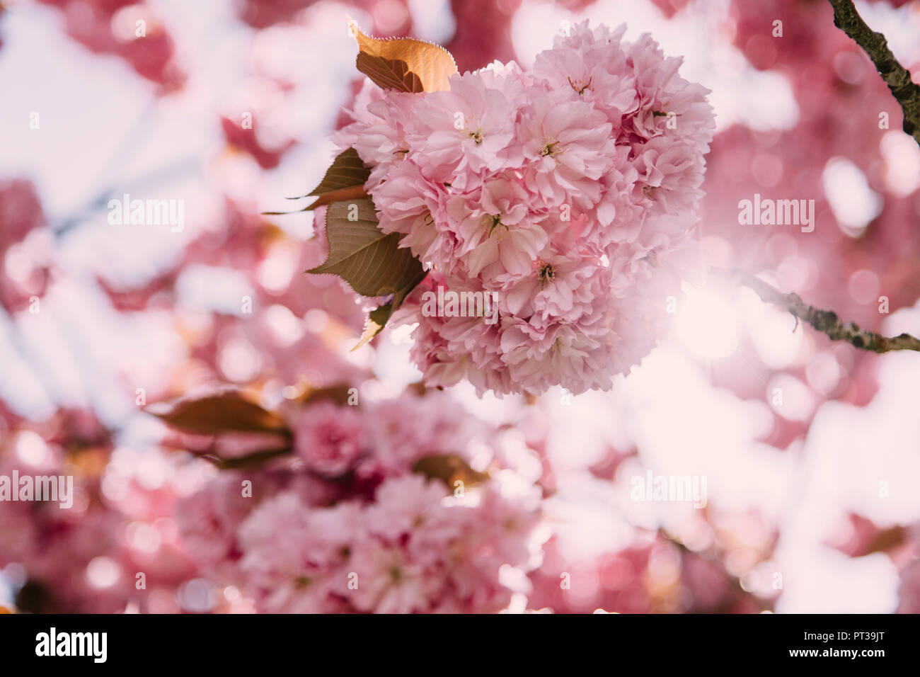 Flowering cherry trees hi-res stock photography and images - Alamy