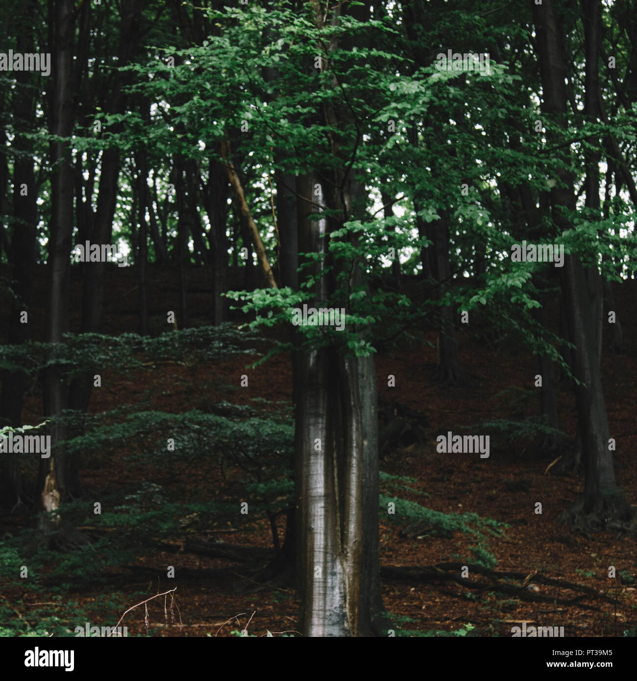 Rain forest scene hi-res stock photography and images - Alamy