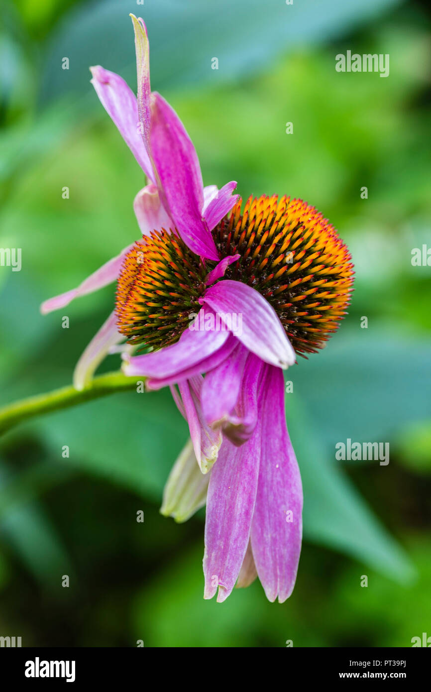 Purple coneflower, Echinacea purpurea, close-up Stock Photo - Alamy