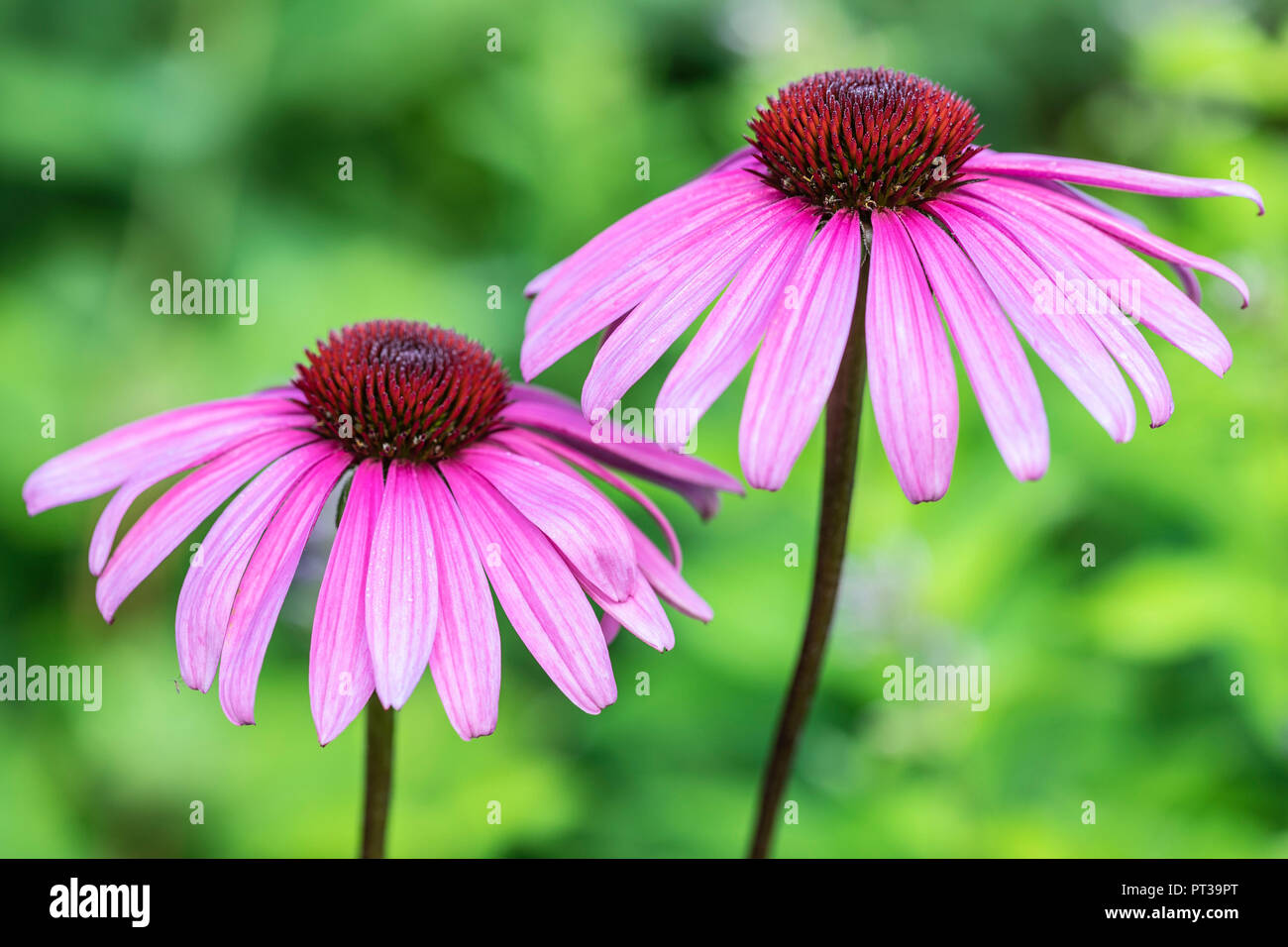 Purple coneflower, Echinacea purpurea, close-up Stock Photo - Alamy