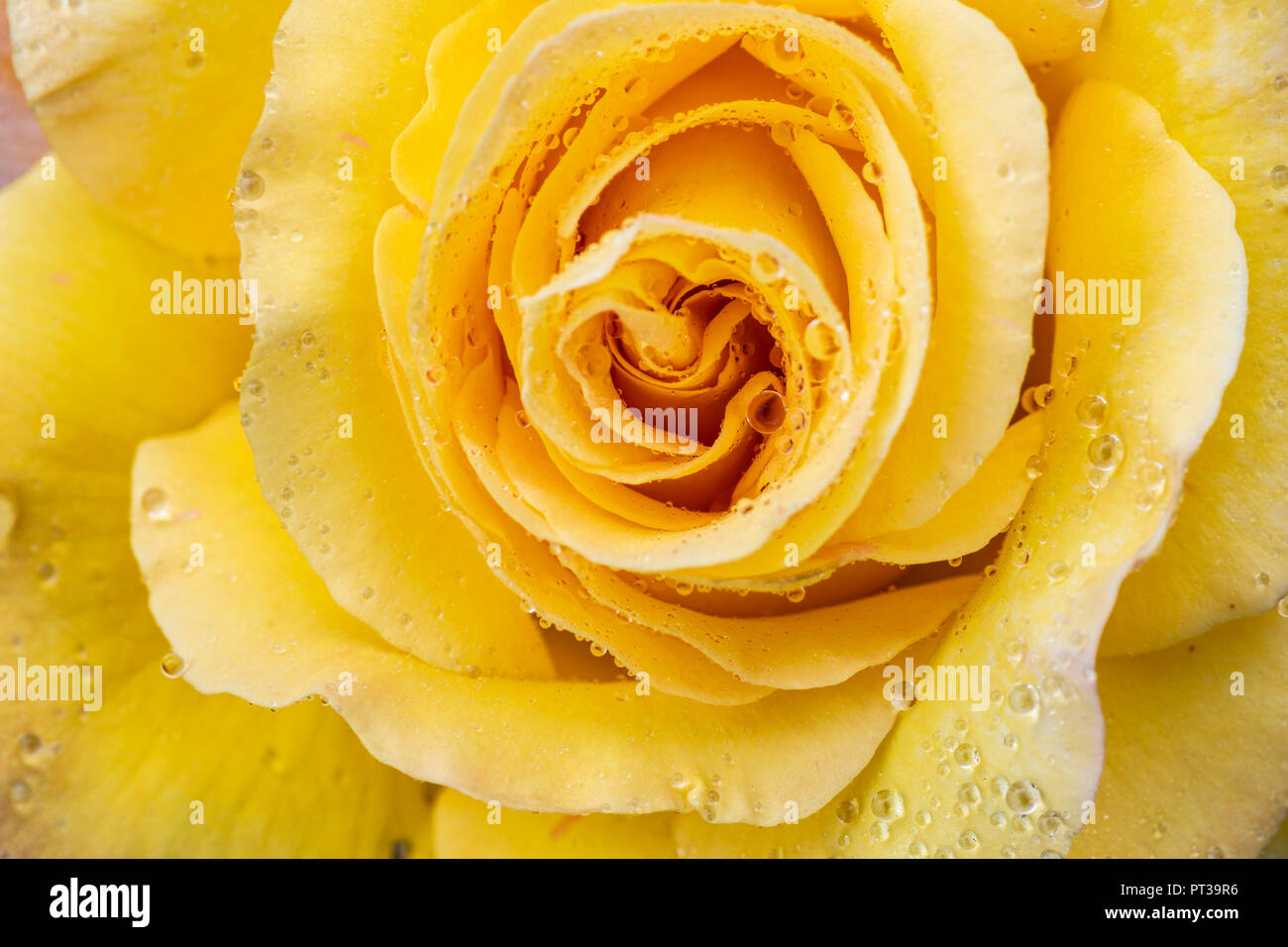 Rose, flower, yellow, close-up Stock Photo - Alamy