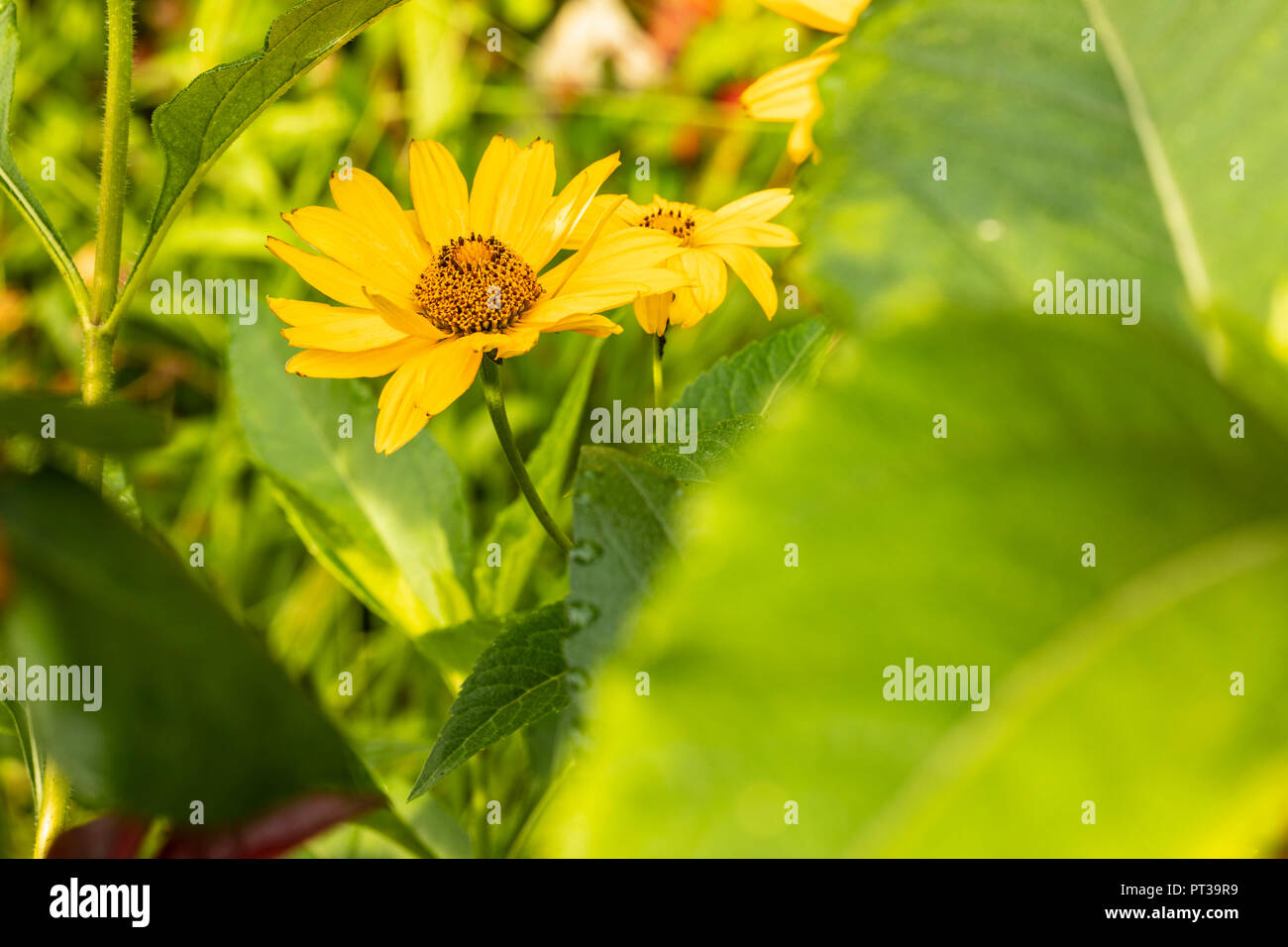 Perennial sunflower hi-res stock photography and images - Alamy