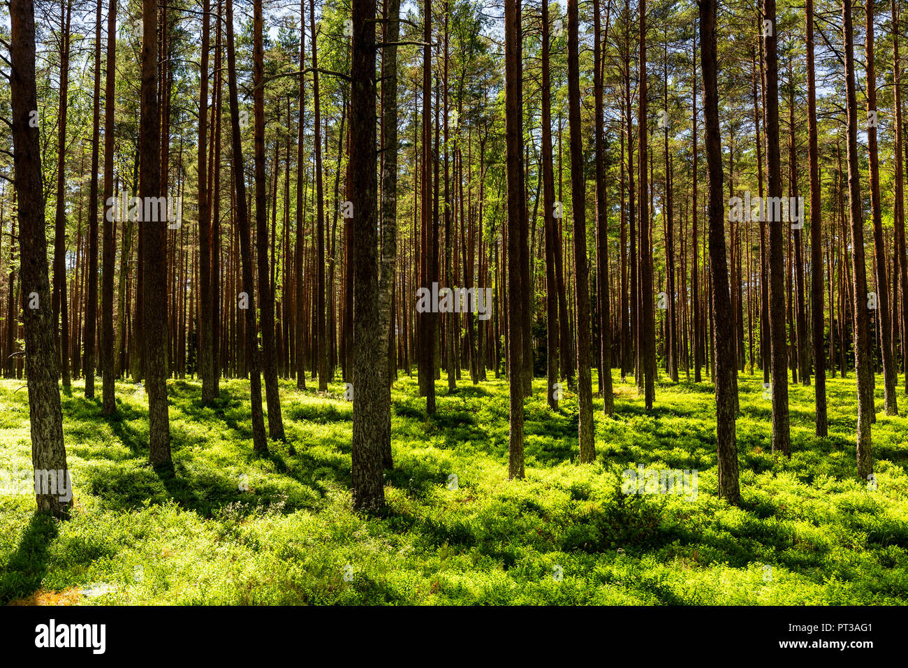 Kashubia hi-res stock photography and images - Alamy