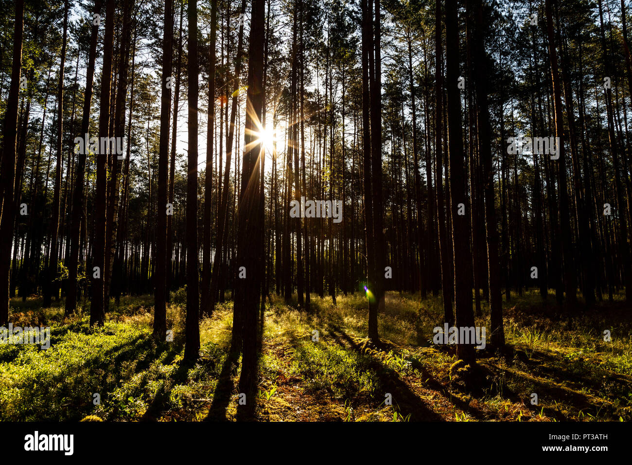 Tuchola forest national park hi-res stock photography and images - Alamy