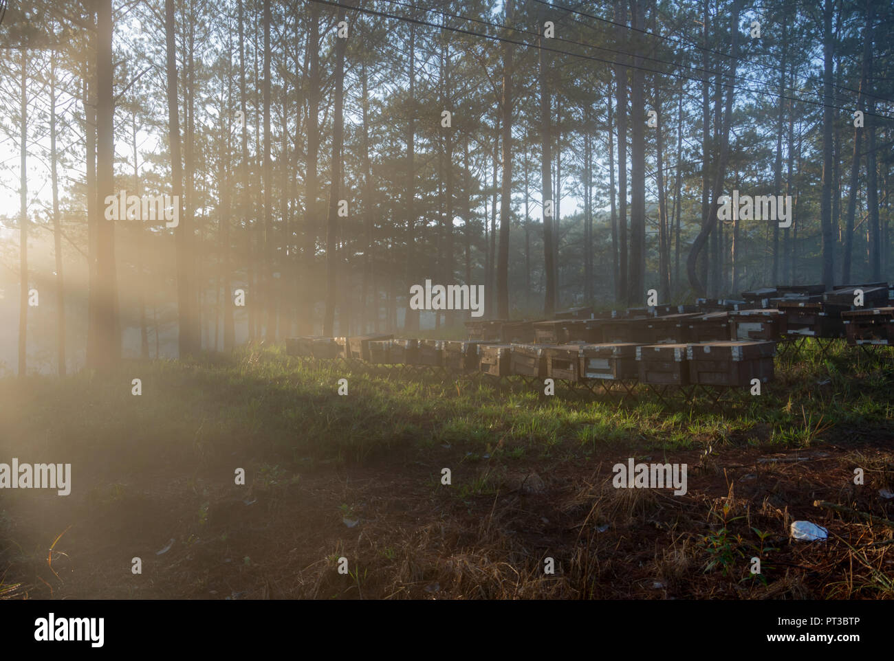 The bee farm, beekeepers, environmental friendly nature. Photo taken at ...