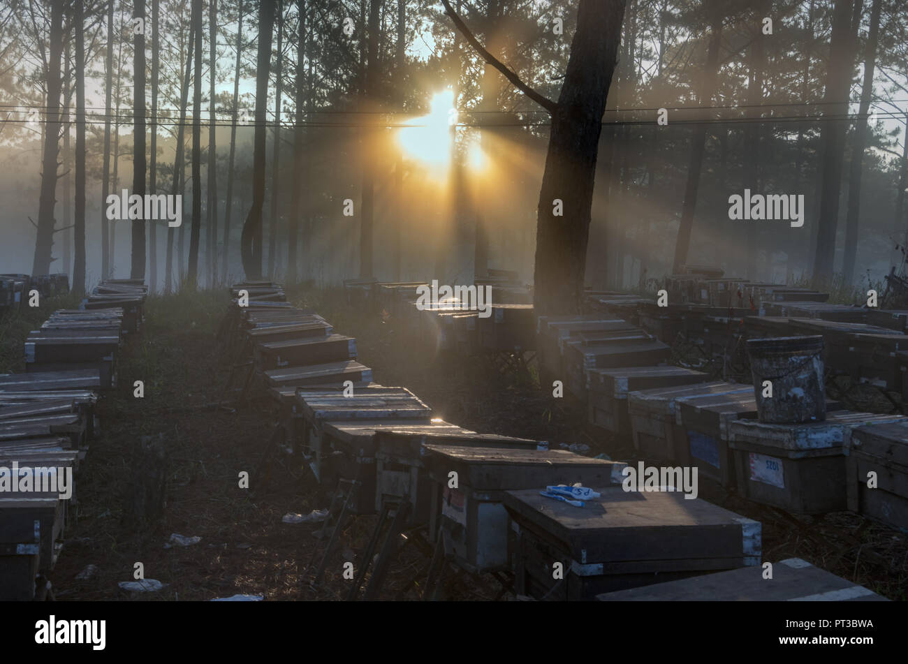 The bee farm, beekeepers, environmental friendly nature. Photo taken at ...