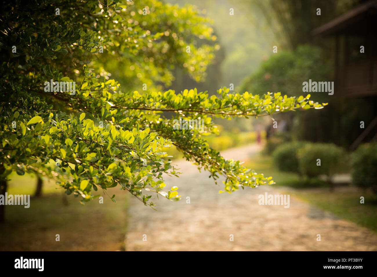 Green tree branch in the morning sunlight Stock Photo - Alamy