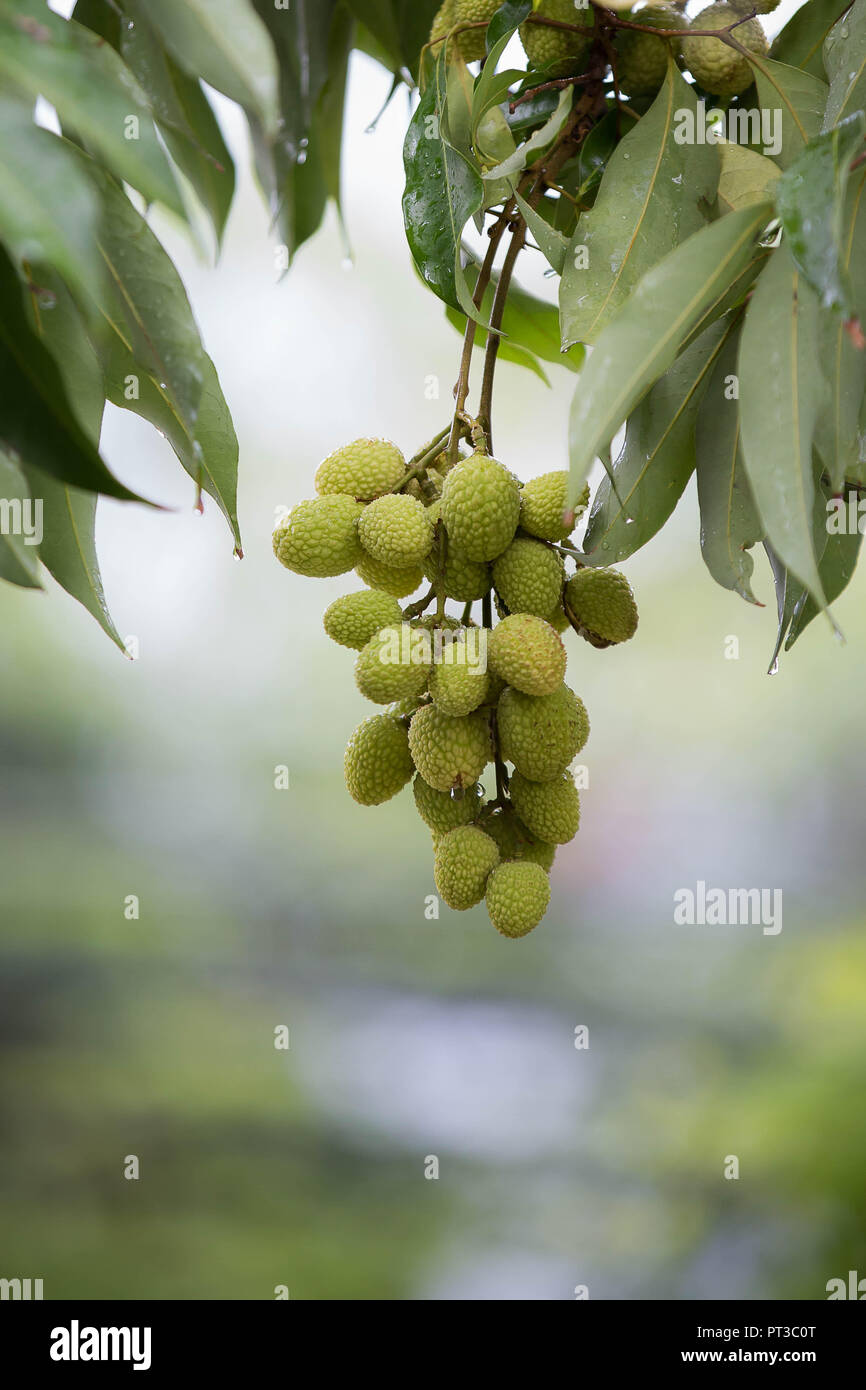 Green lychee hi-res stock photography and images - Alamy