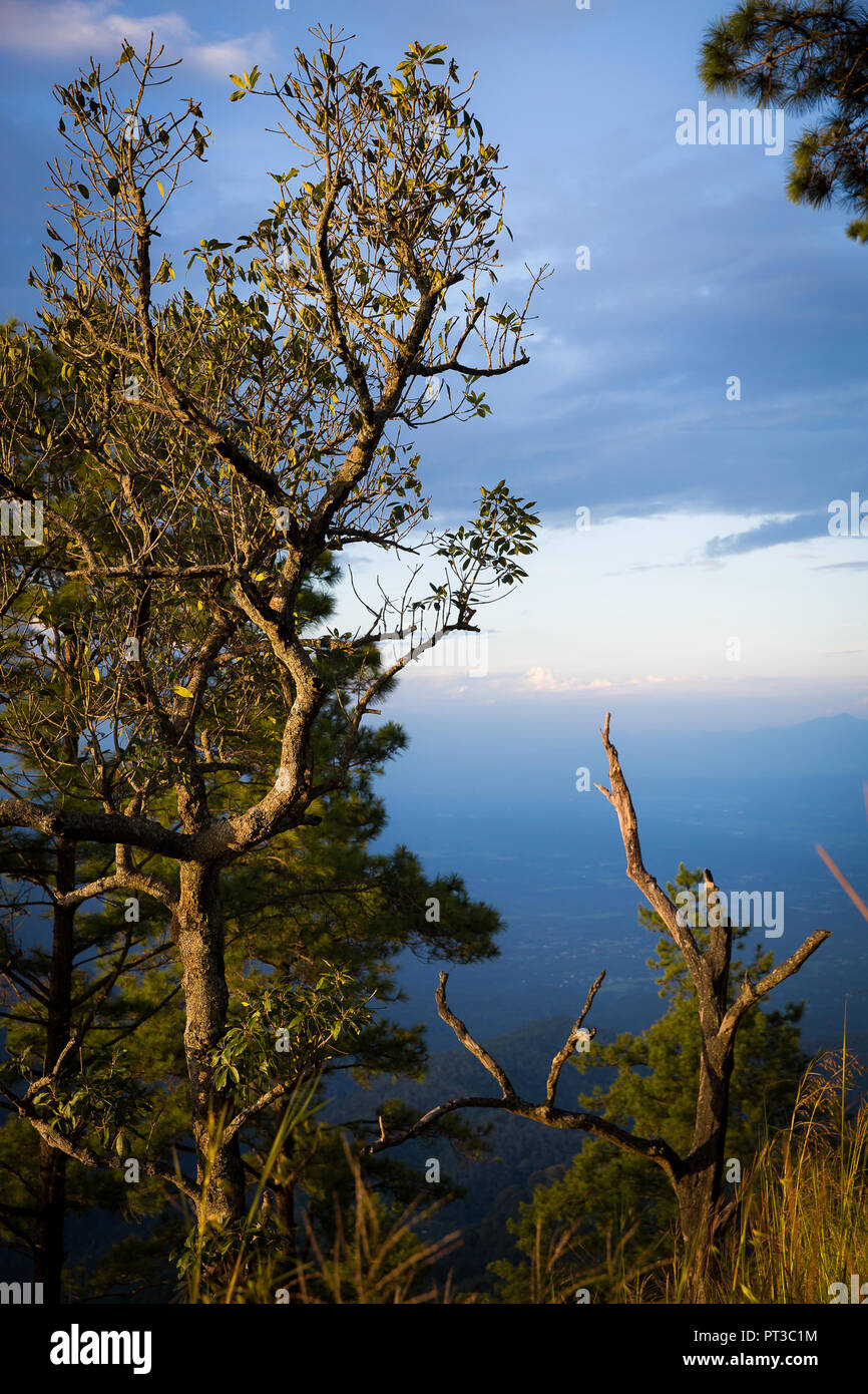 Scraggly branches hi-res stock photography and images - Alamy