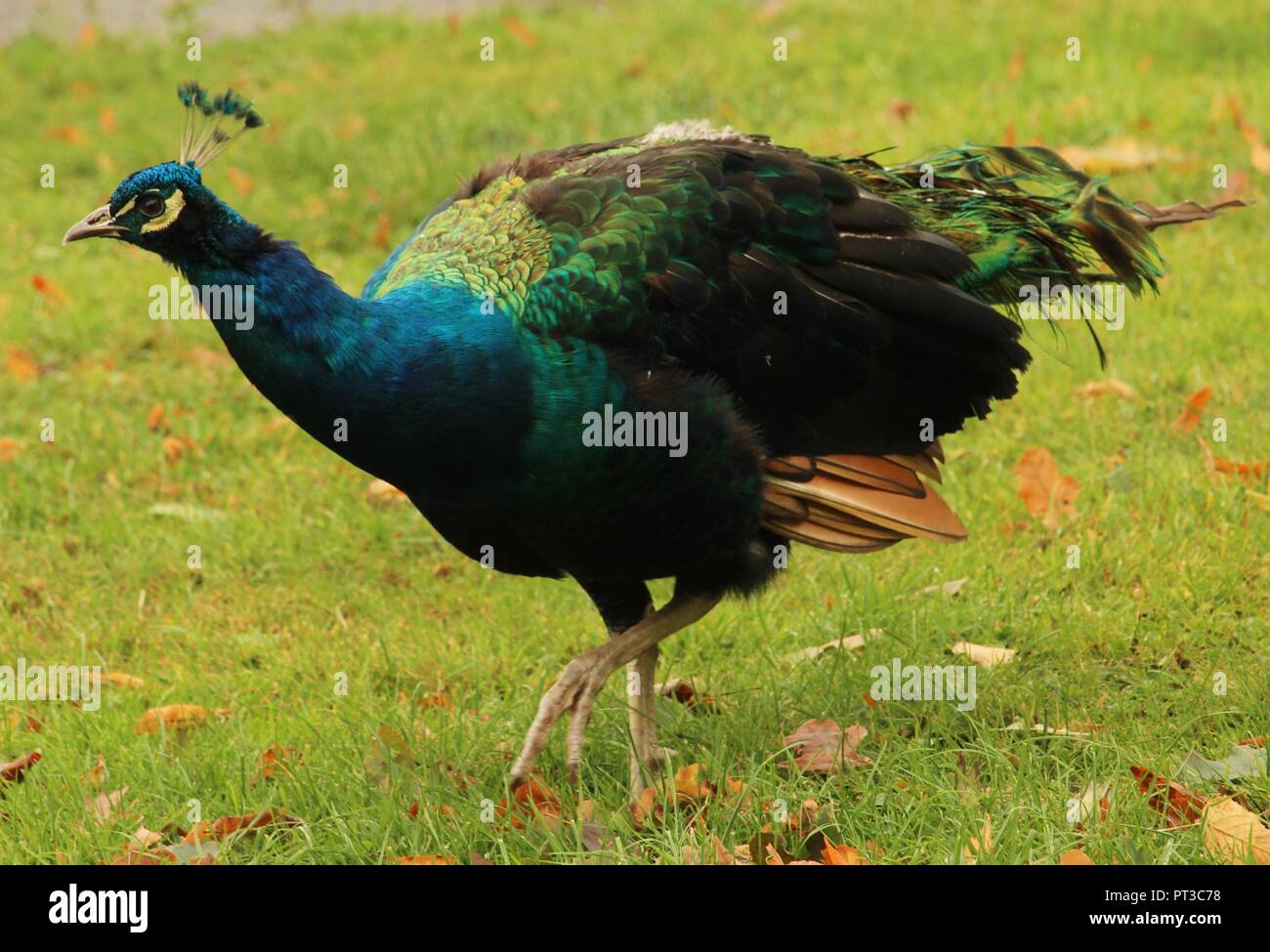 Isolated Peacock walking across a British lawn at Autumn Stock Photo ...